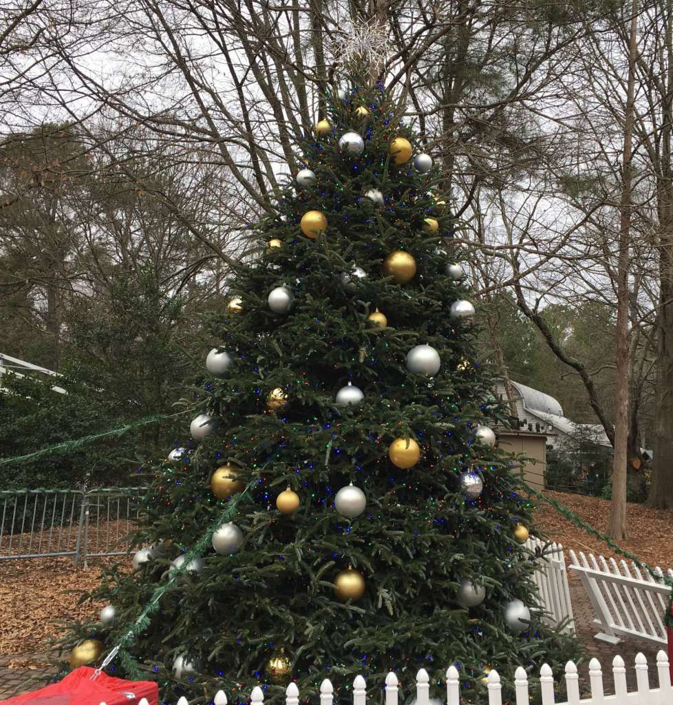 Now, what should we do with this tree? - Zoo Atlanta