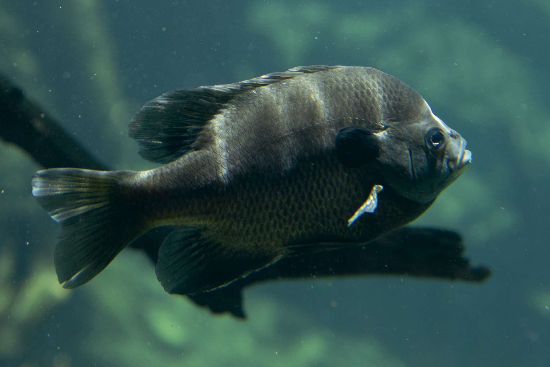 How to be a Sustainable Seafood Shopper - Zoo Atlanta