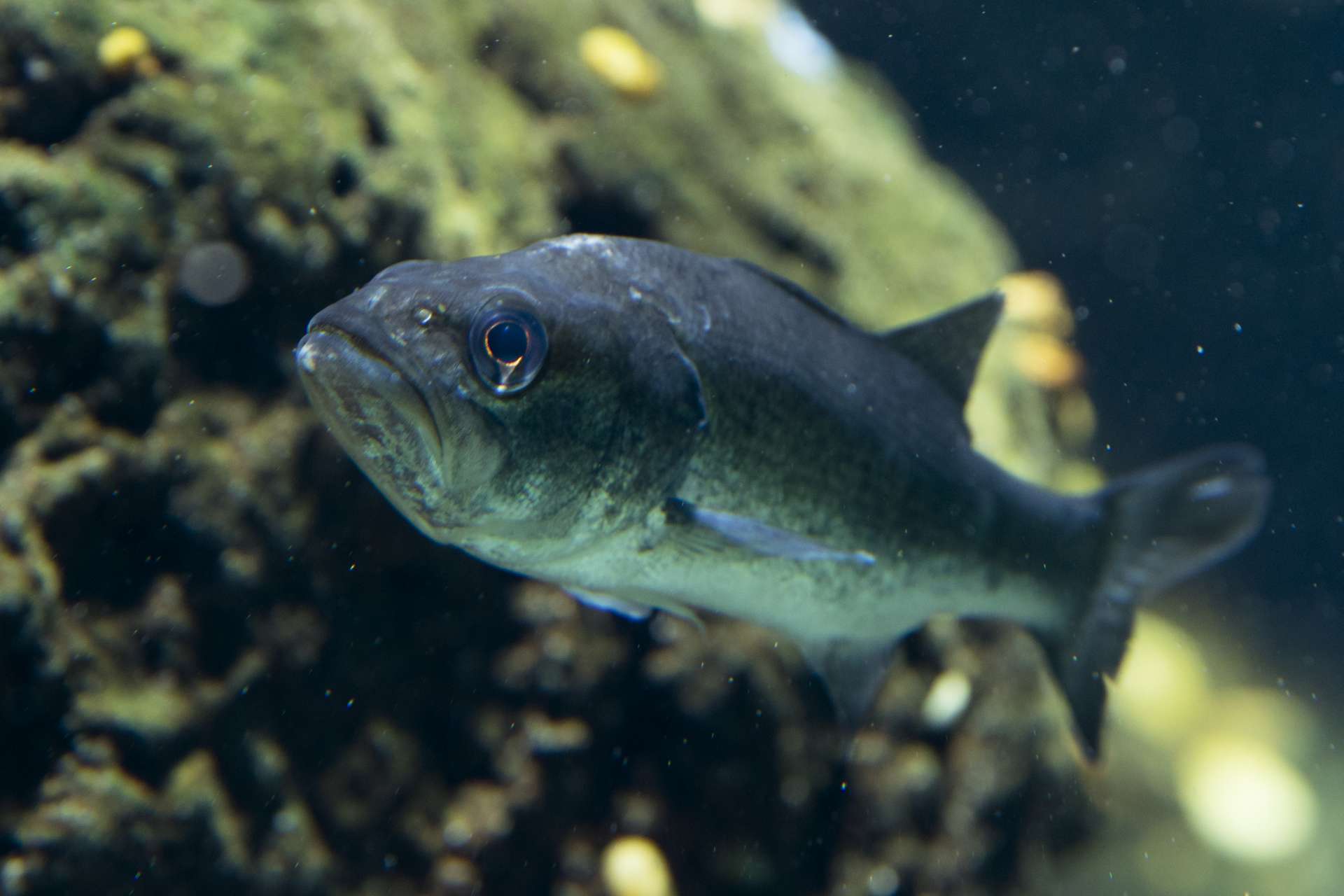 Sssecrets of the Herpetology Team - Zoo Atlanta