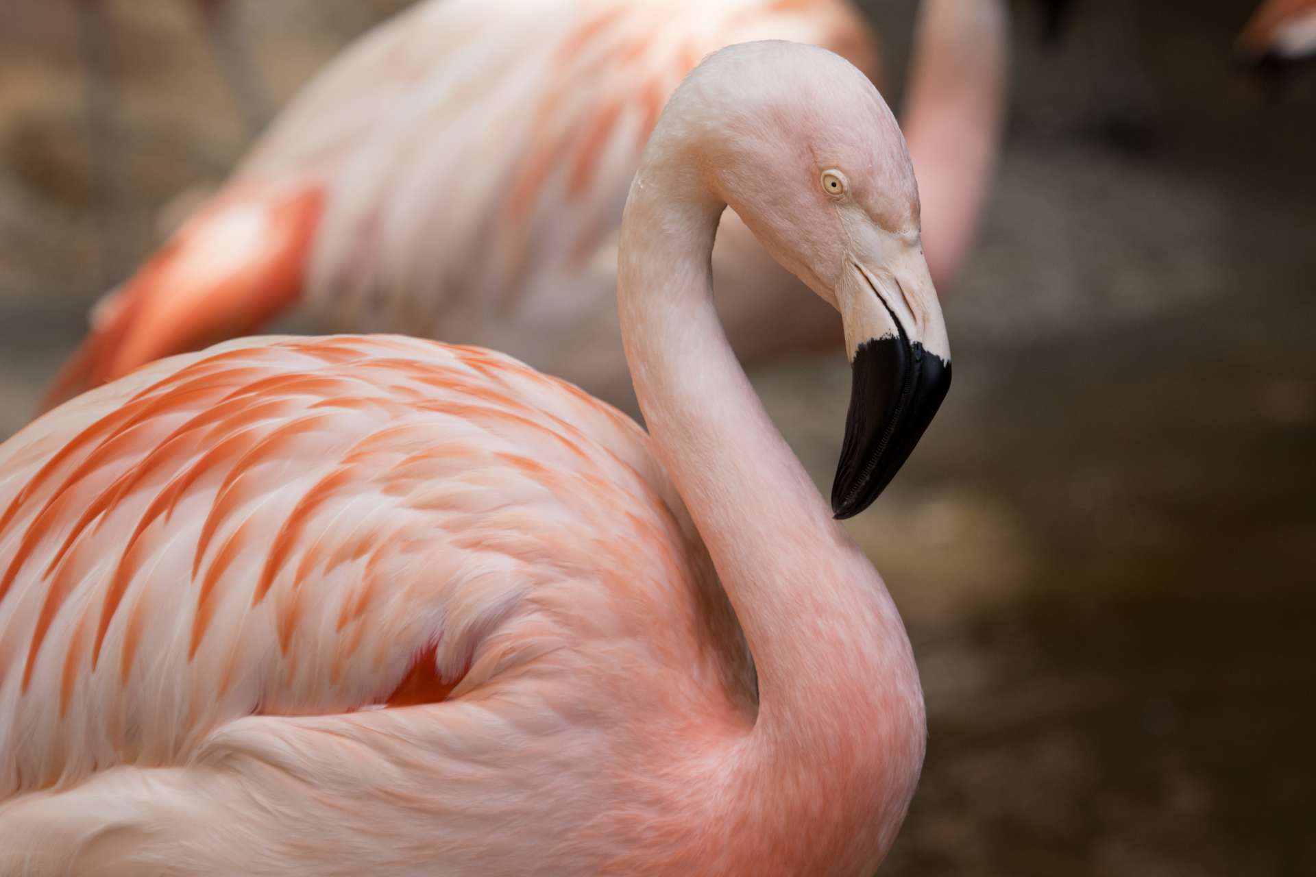 RESERVATIONS AVAILABLE FOR WILD AT HEART VALENTINE'S DINNER - Zoo Atlanta
