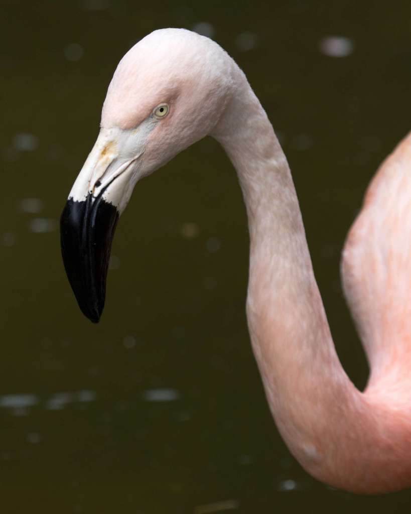 Chilean Flamingo - Zoo Atlanta