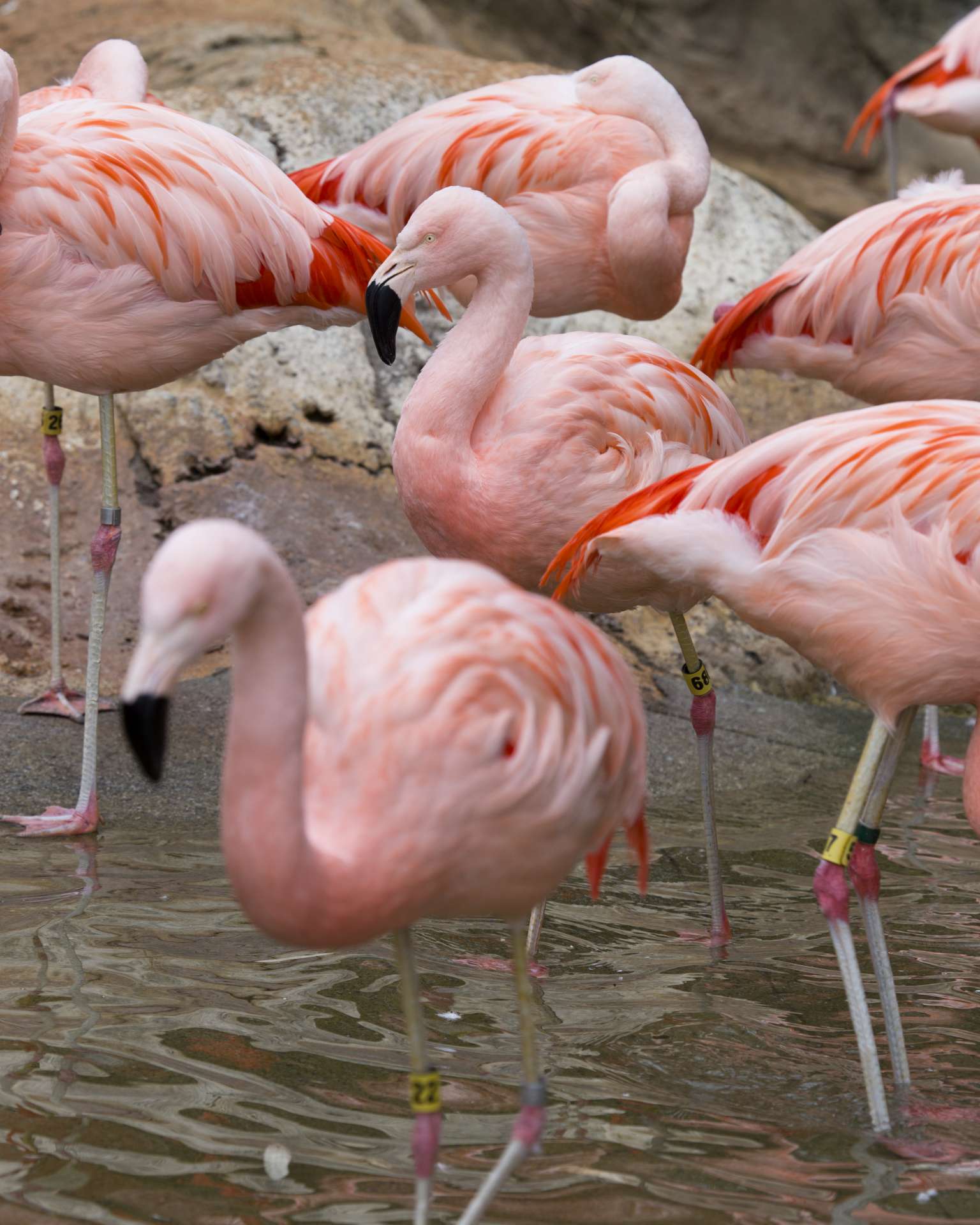 Who are you calling a dummy? - Zoo Atlanta