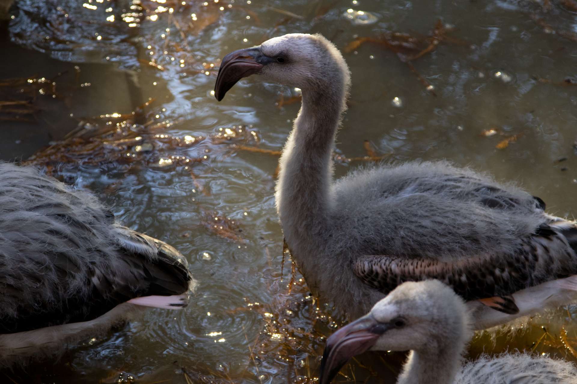 Winter's a time to shine for cold-weather animals - Zoo Atlanta