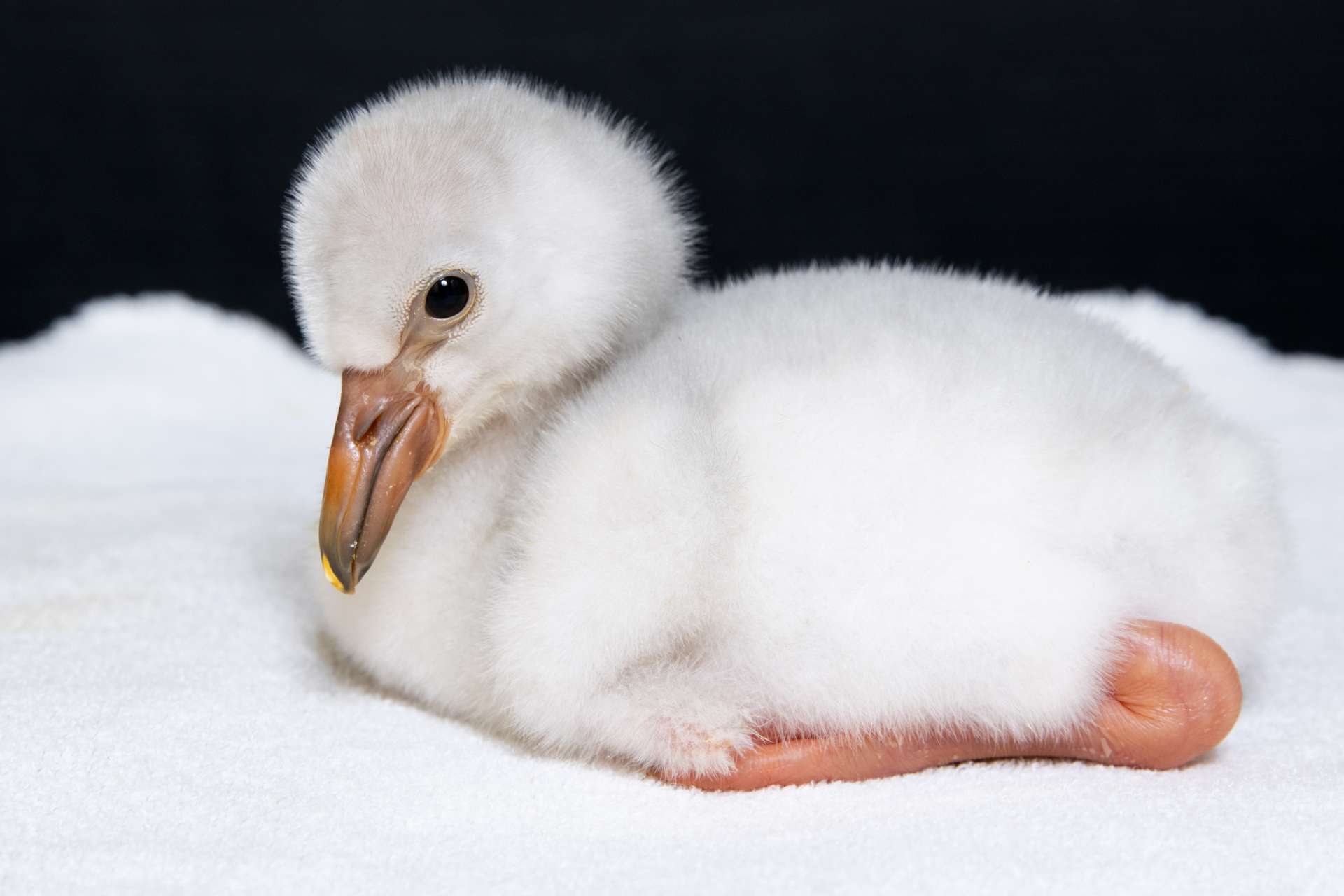 Successful breeding season for Chilean flamingos - Zoo Atlanta