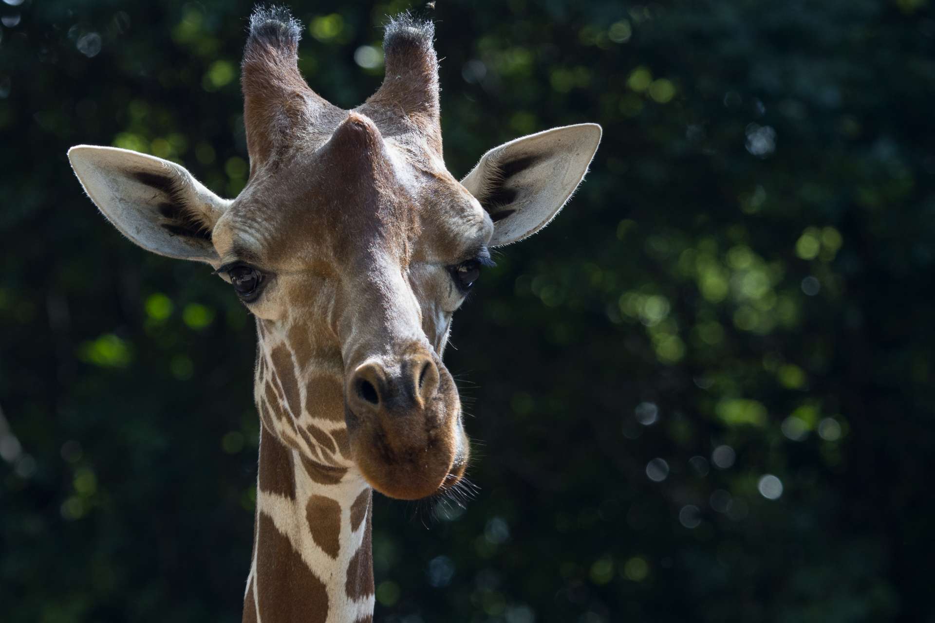 The bacterial world of animals - Zoo Atlanta