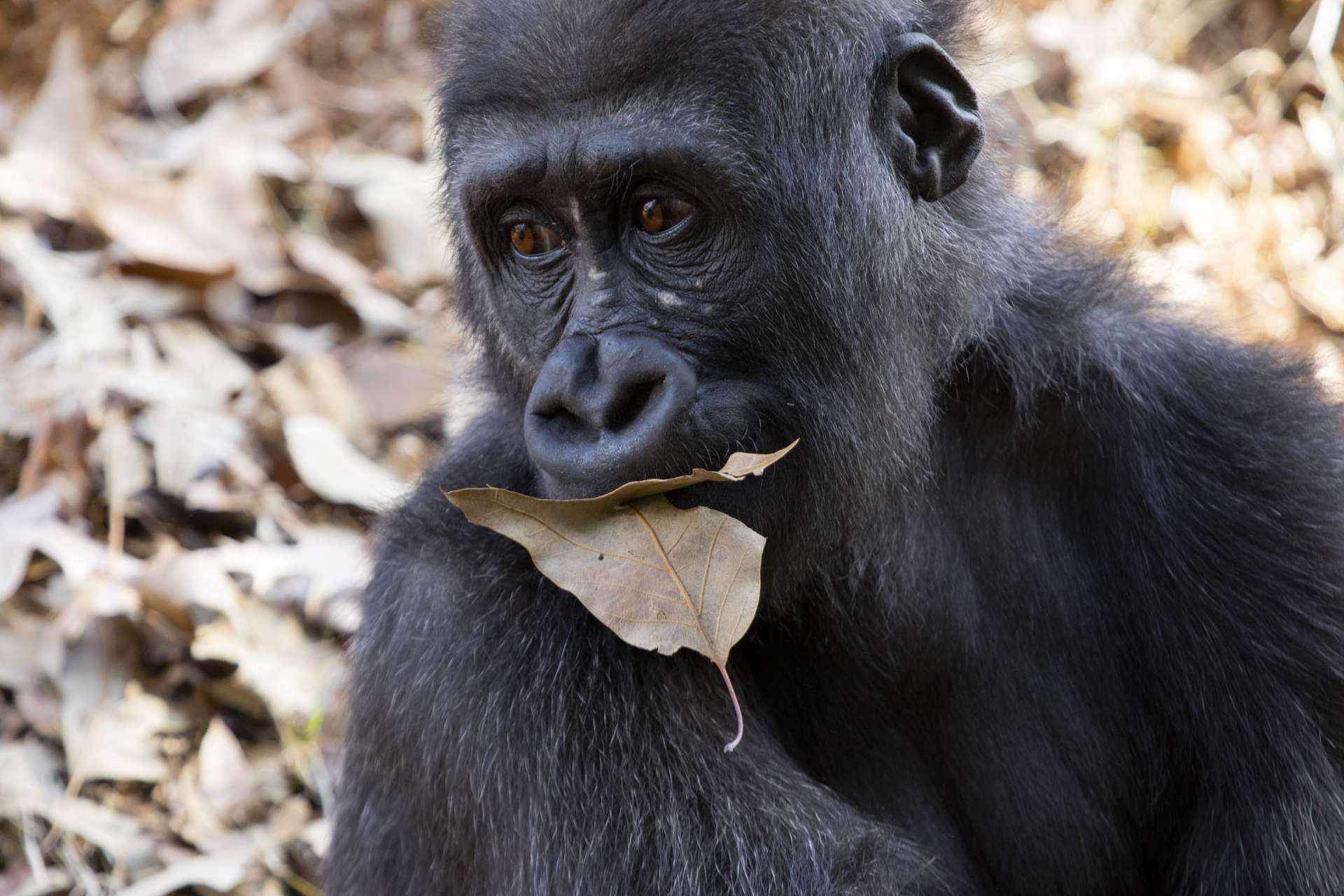 The Gorilla Species Survival Plan - Zoo Atlanta