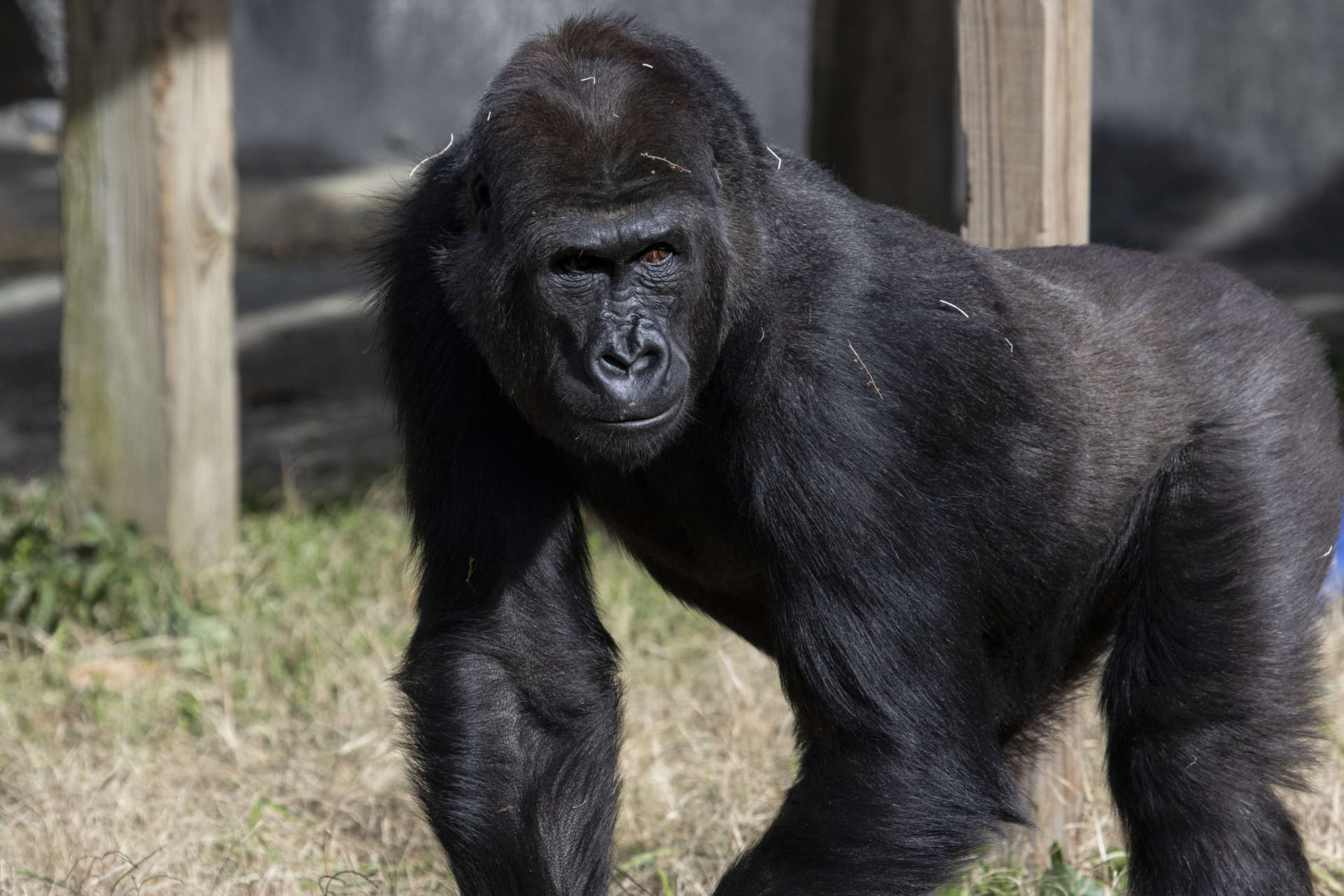 Getting to know Kambera, Shalia and Amari - Zoo Atlanta