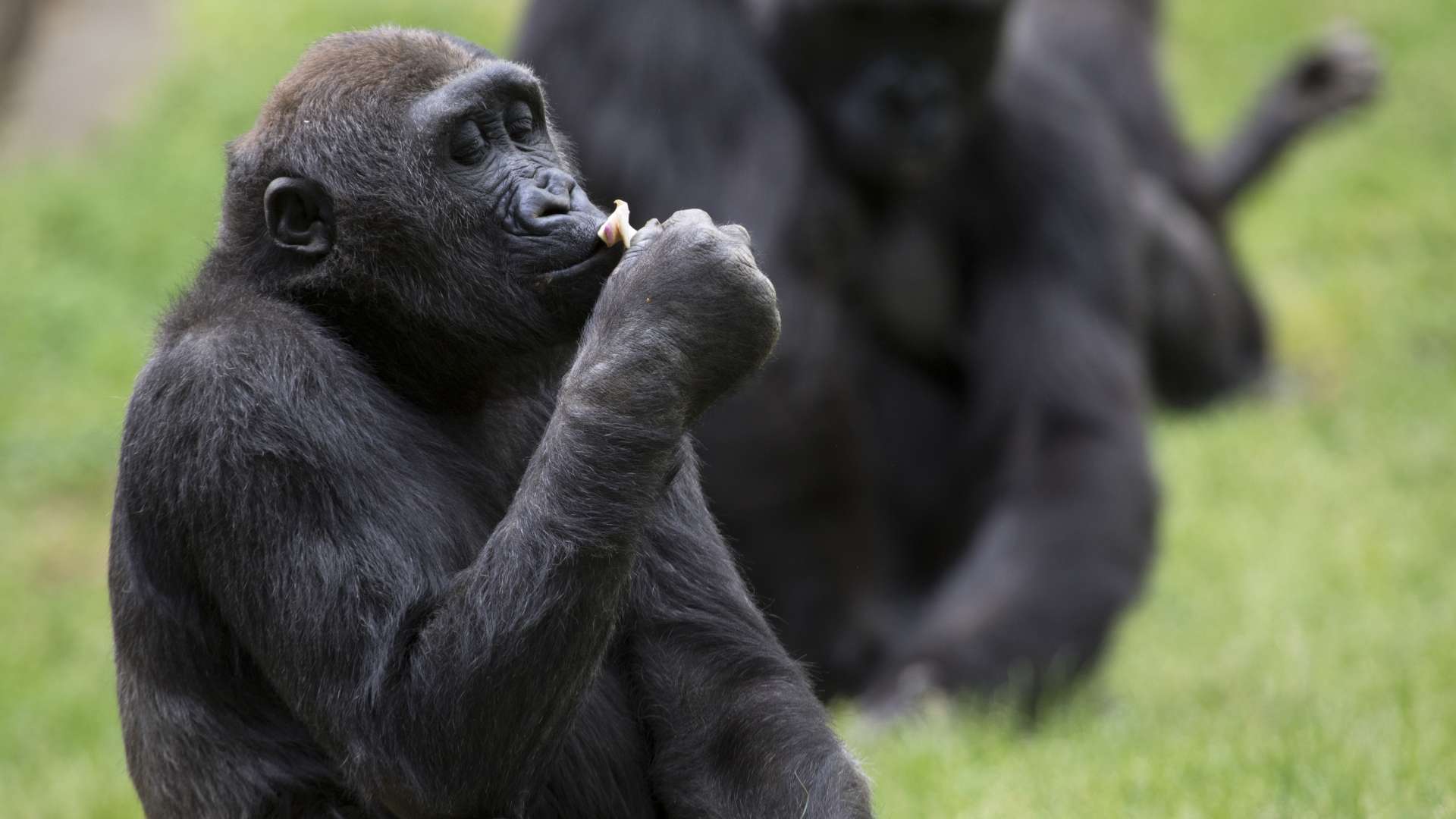 The Ford African Rain Forest turns 30 - Zoo Atlanta