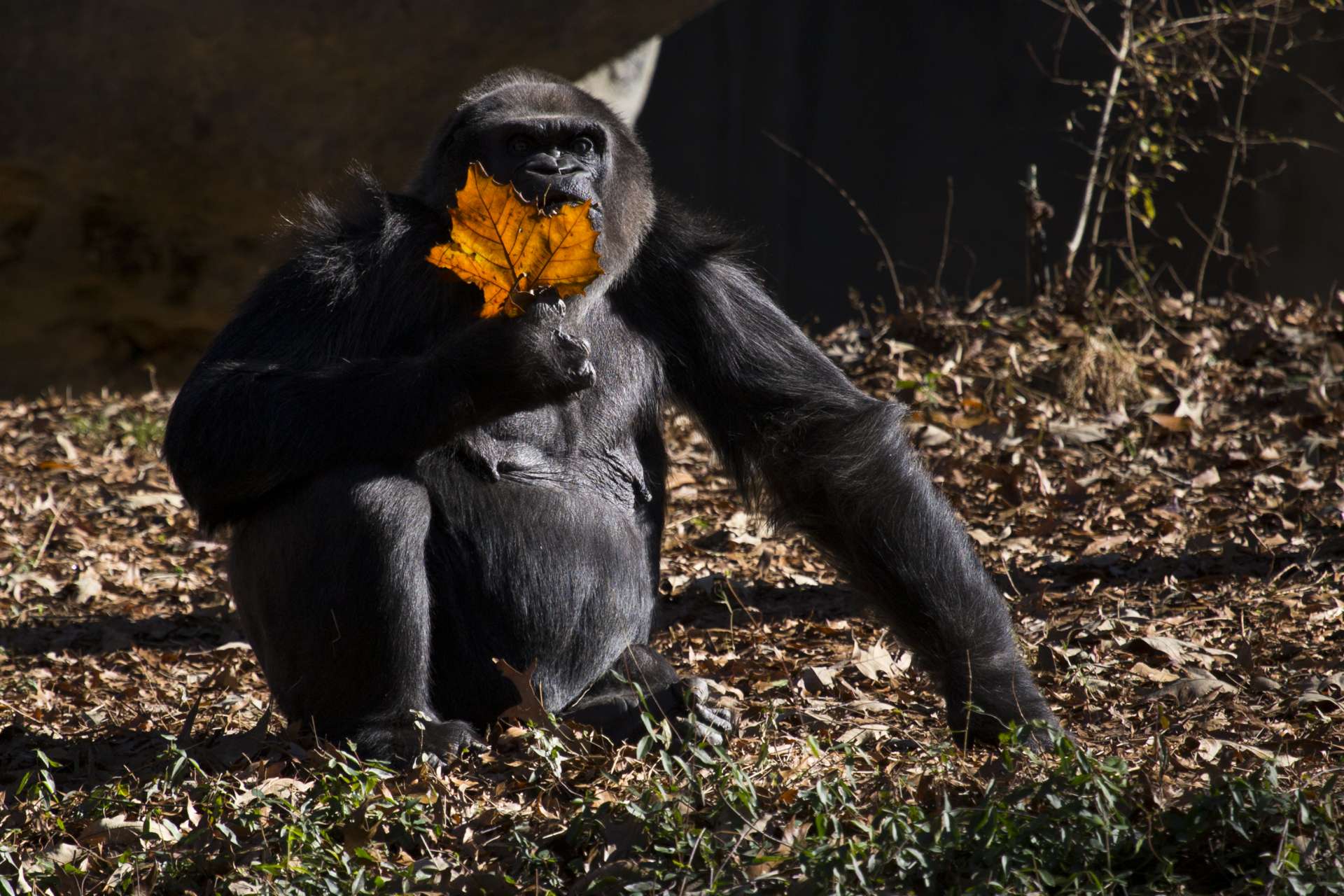 Remembering Shamba - Zoo Atlanta