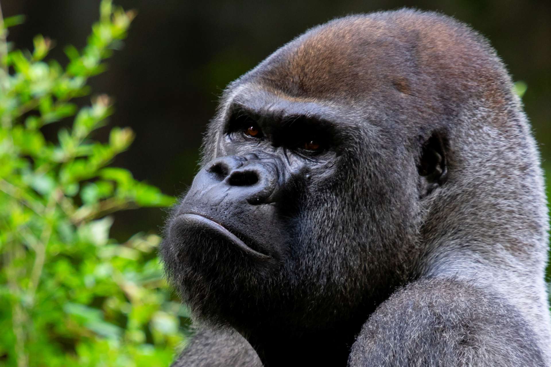 Excellent Acronyms - Zoo Atlanta