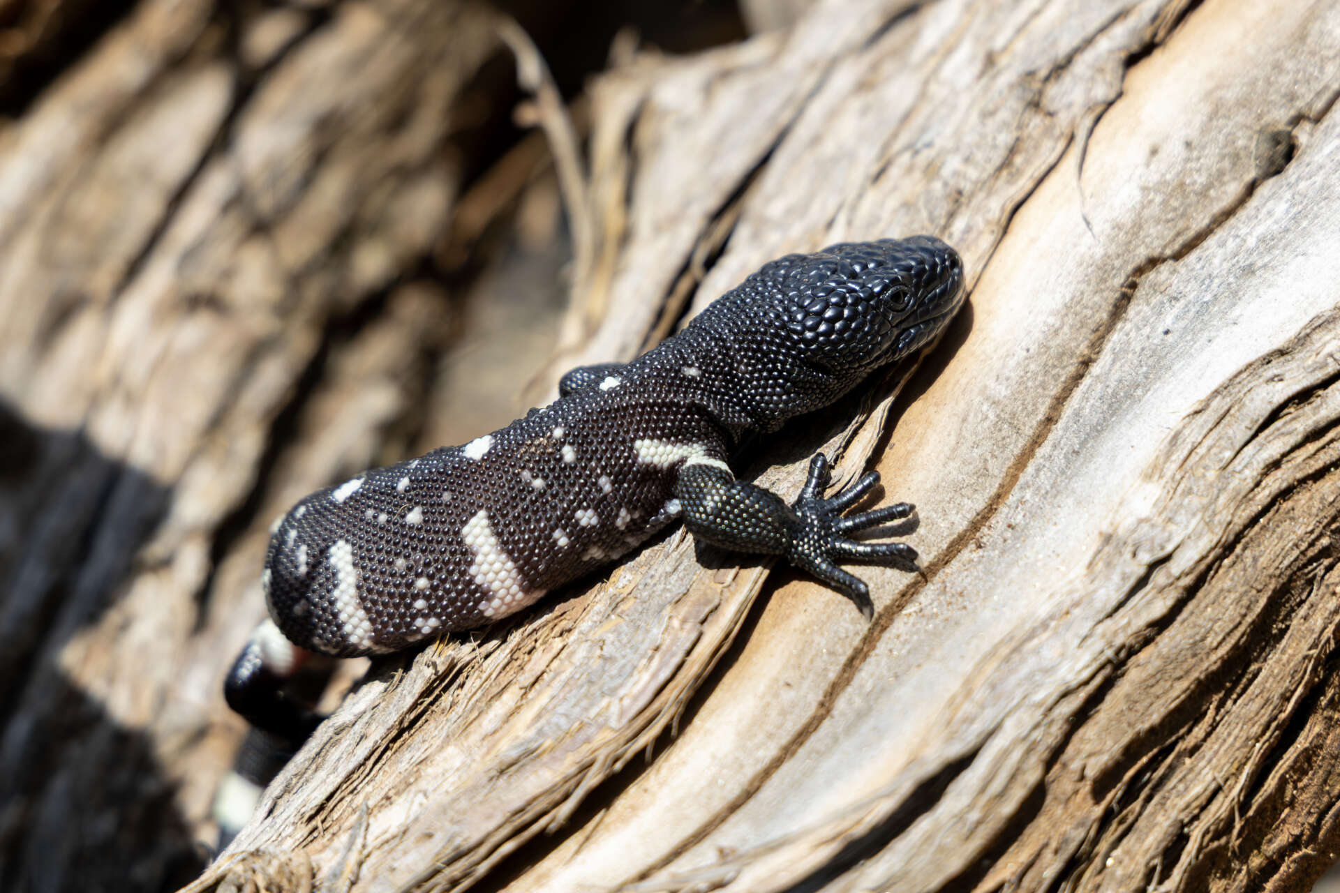 Guatemalan beaded lizards hatch at Zoo Atlanta for the first time since ...