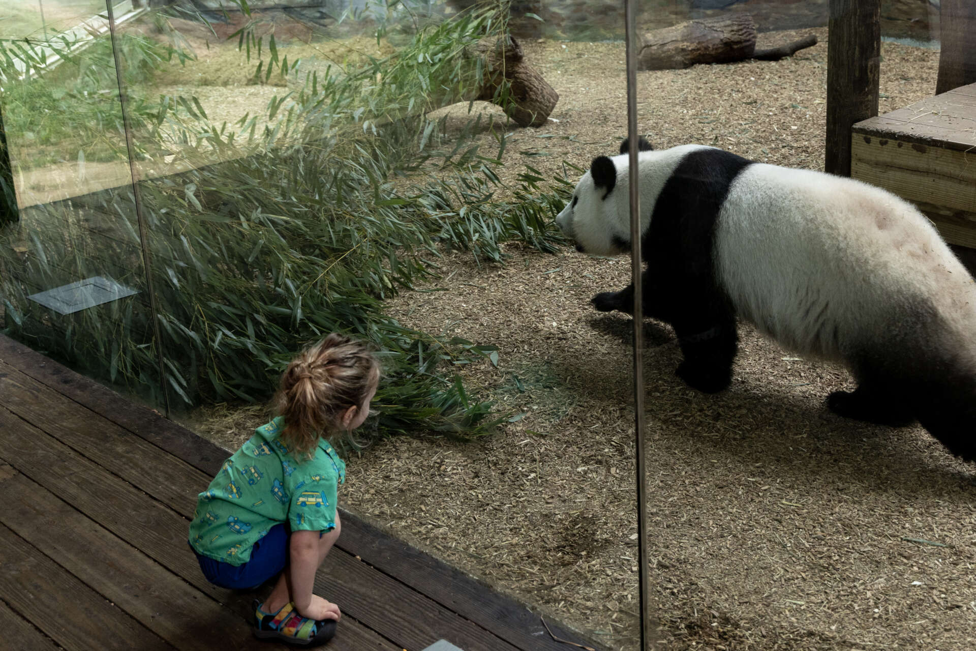 25 Years of Panda Conservation - Zoo Atlanta