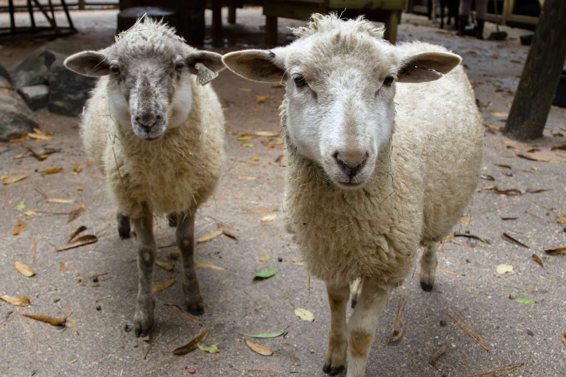 A piece of shared American history: Gulf Coast Native Sheep - Zoo Atlanta