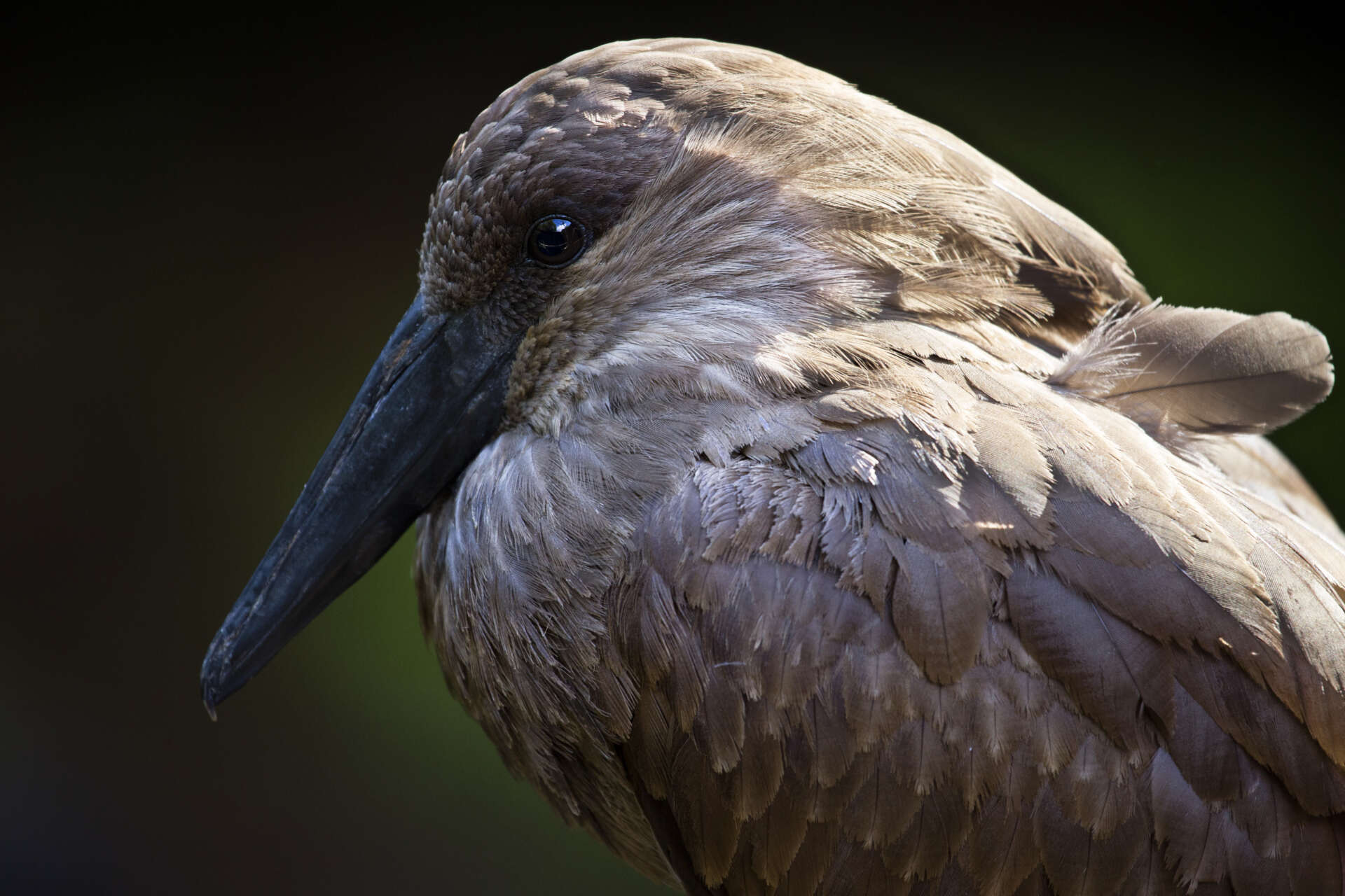 Planning a mixed-species aviary - Zoo Atlanta