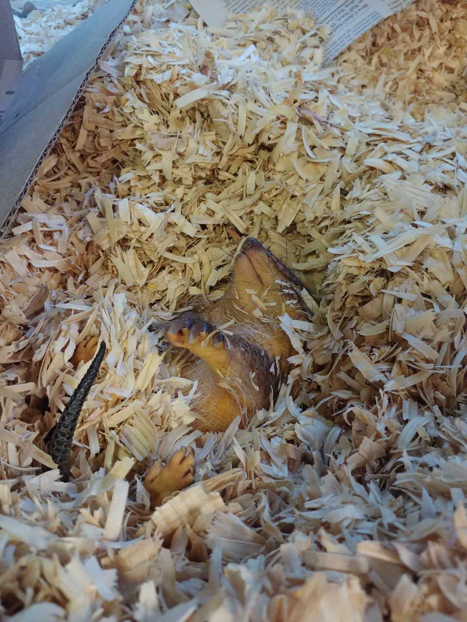 Meet Harriet the screaming hairy armadillo - Zoo Atlanta