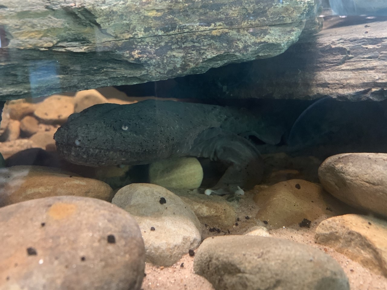Hail the hellbender - Zoo Atlanta
