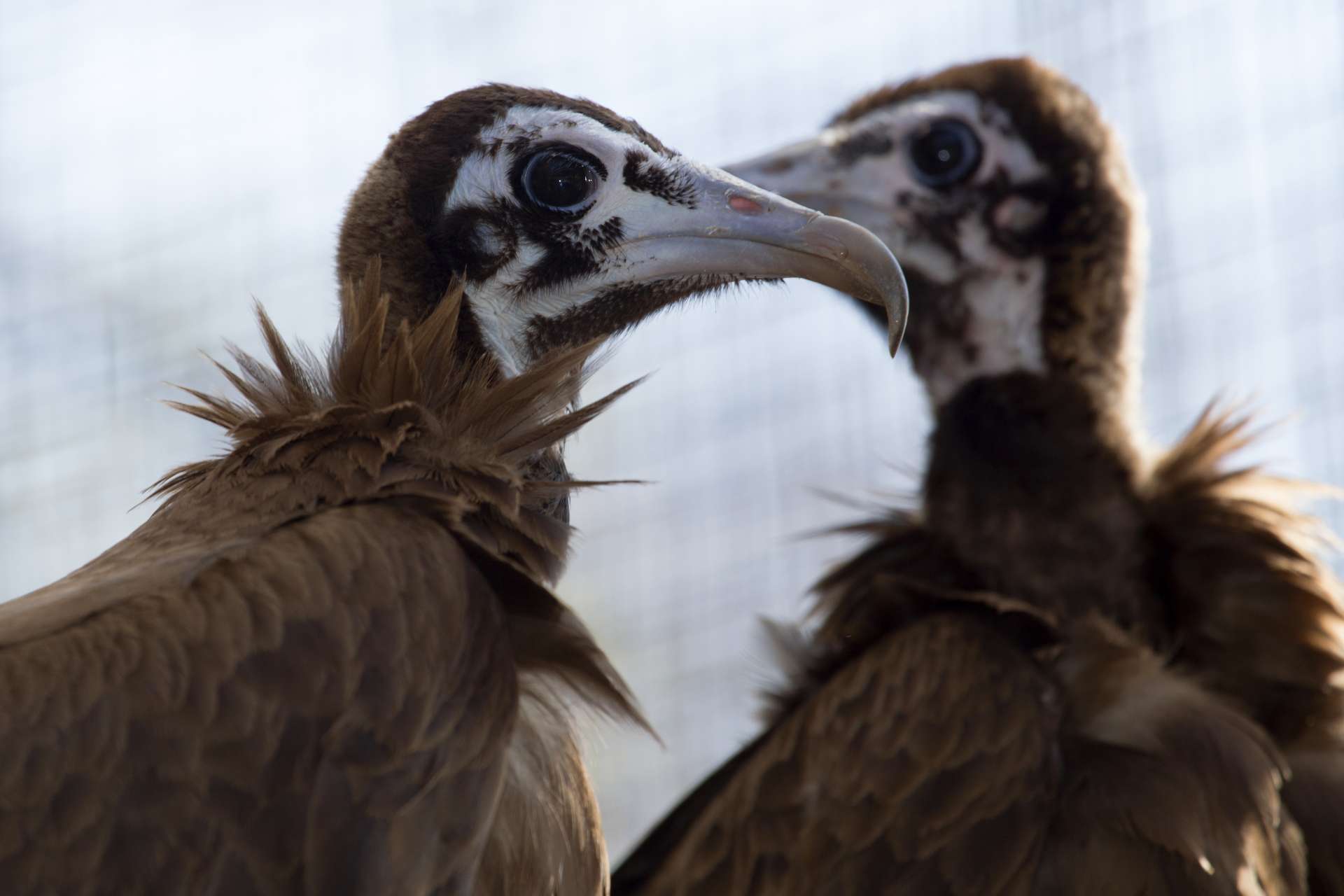 Quarters for Conservation 2017-2018 - Zoo Atlanta