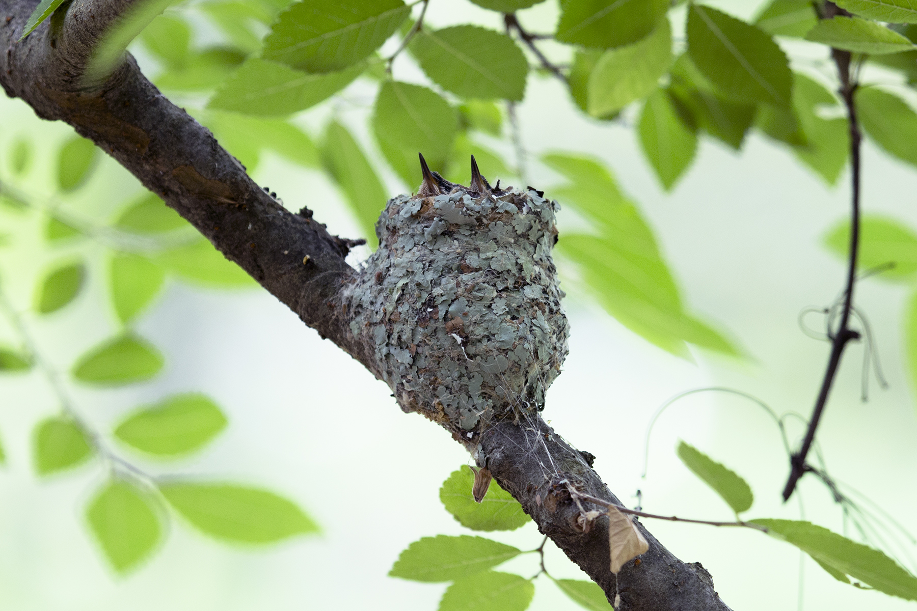 Bird Breeding Season: Nesting - Zoo Atlanta