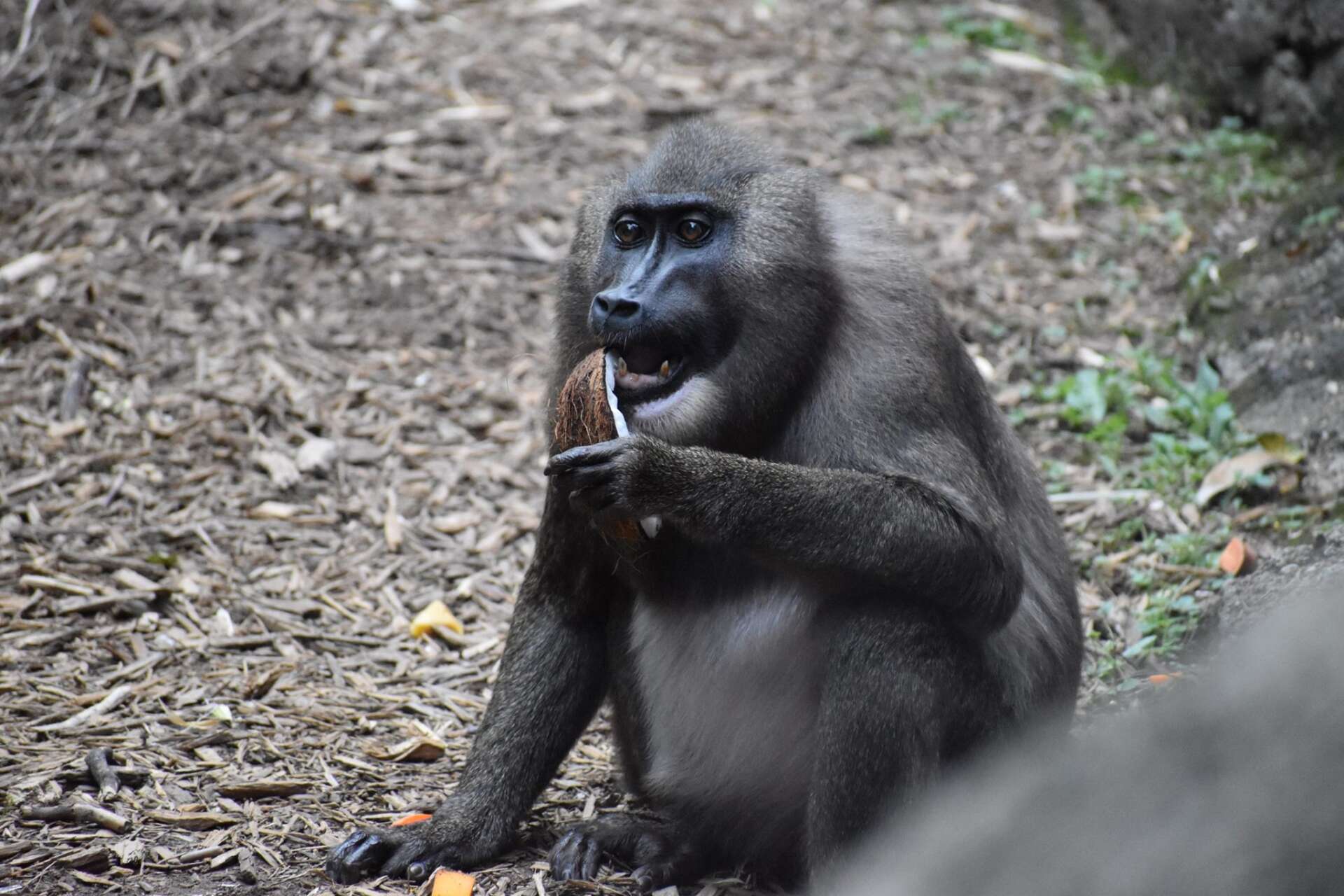 Checking in with North America’s only zoological population of drill ...