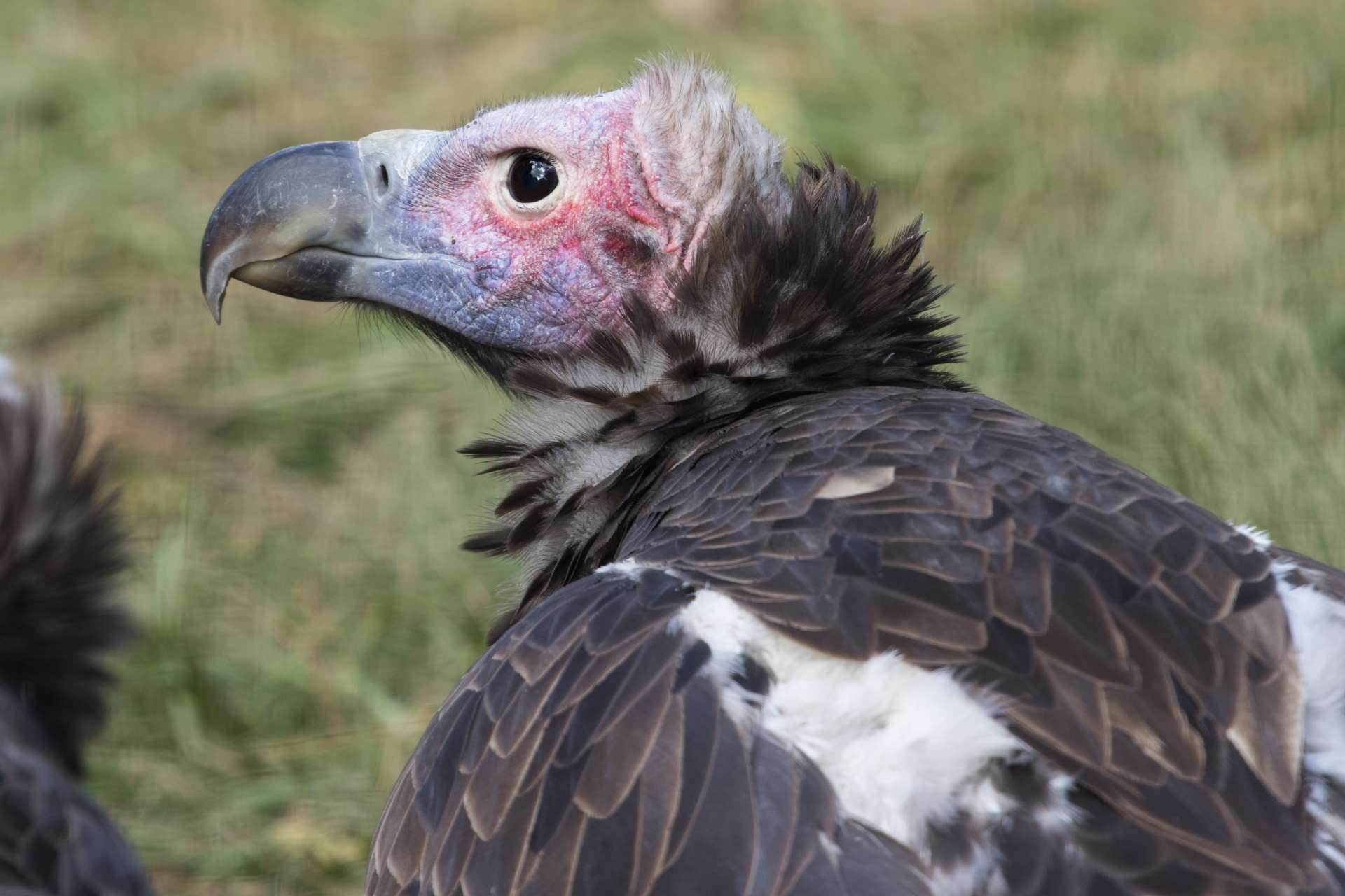 Working together in the Raptor TAG - Zoo Atlanta