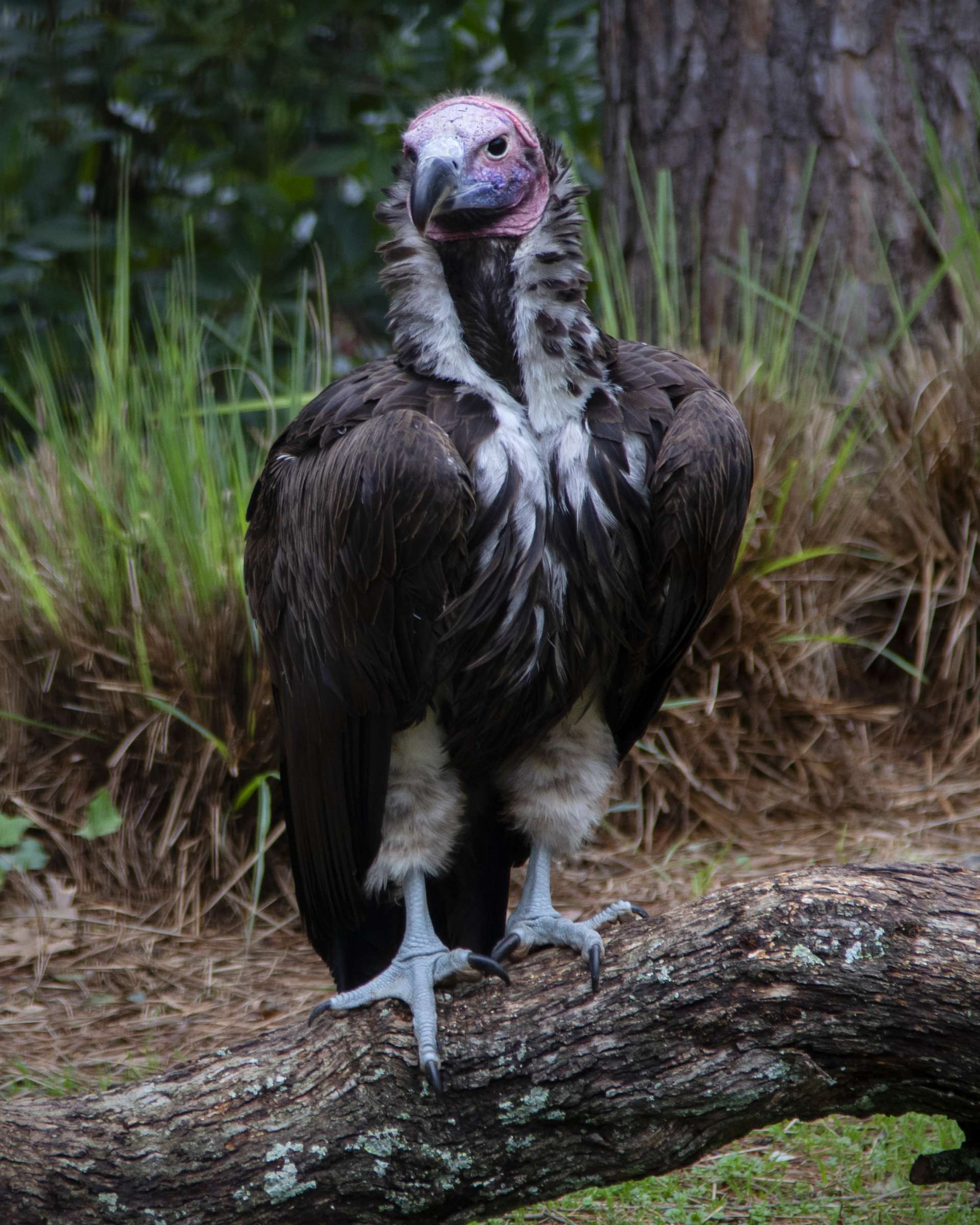 What’s up with all the sticks? - Zoo Atlanta