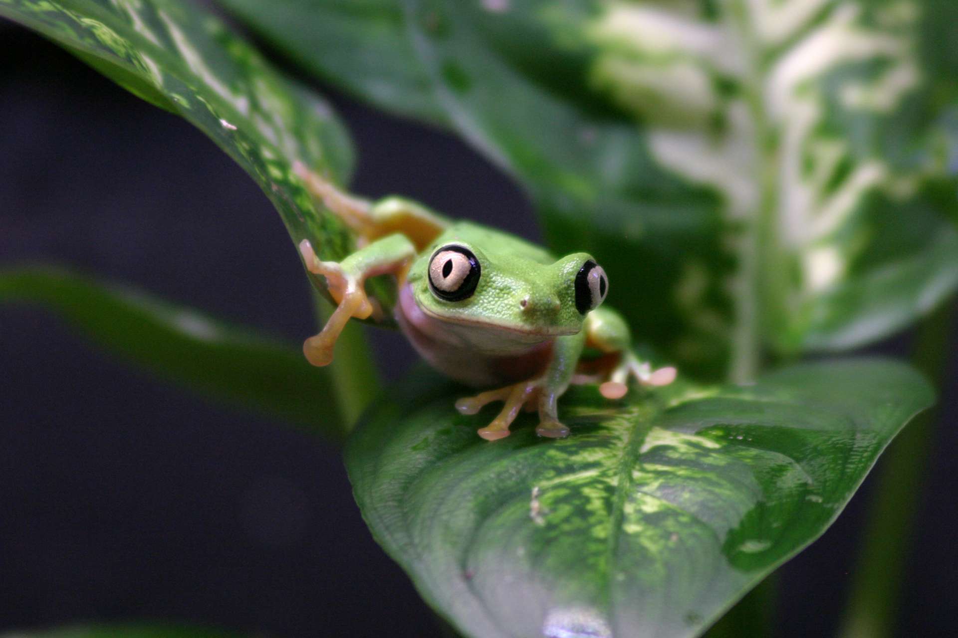 Exotic pathogens and native wildlife - Zoo Atlanta