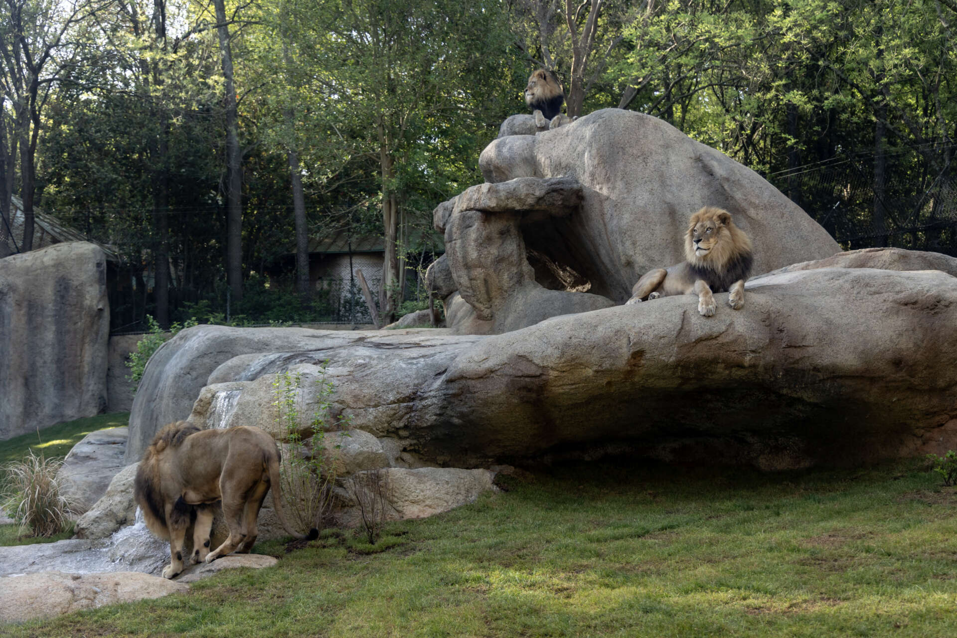 AFRICAN LION COMPLEX OPENS AT ZOO ATLANTA - Zoo Atlanta