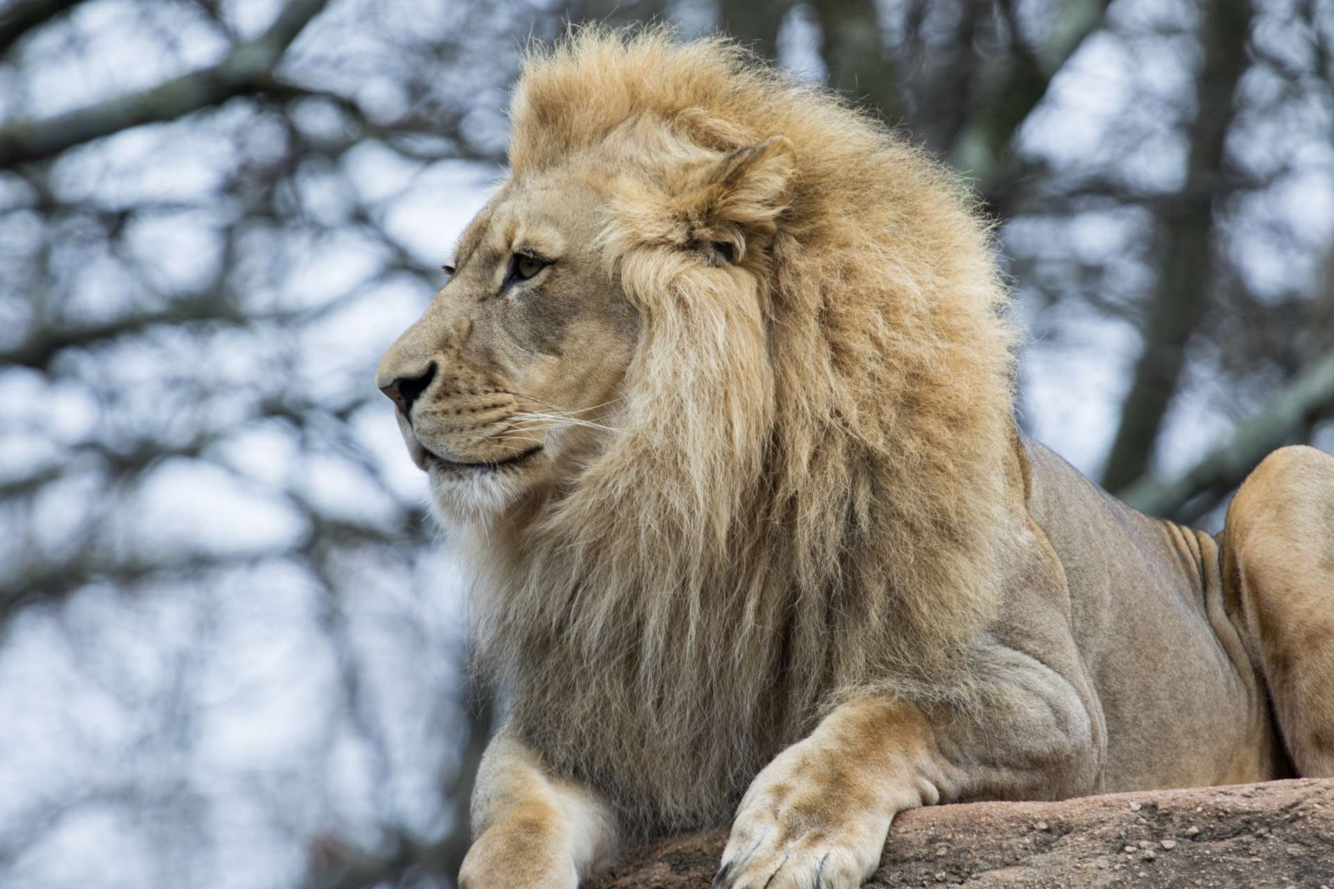 Animal Highlight: Lion - Zoo Atlanta