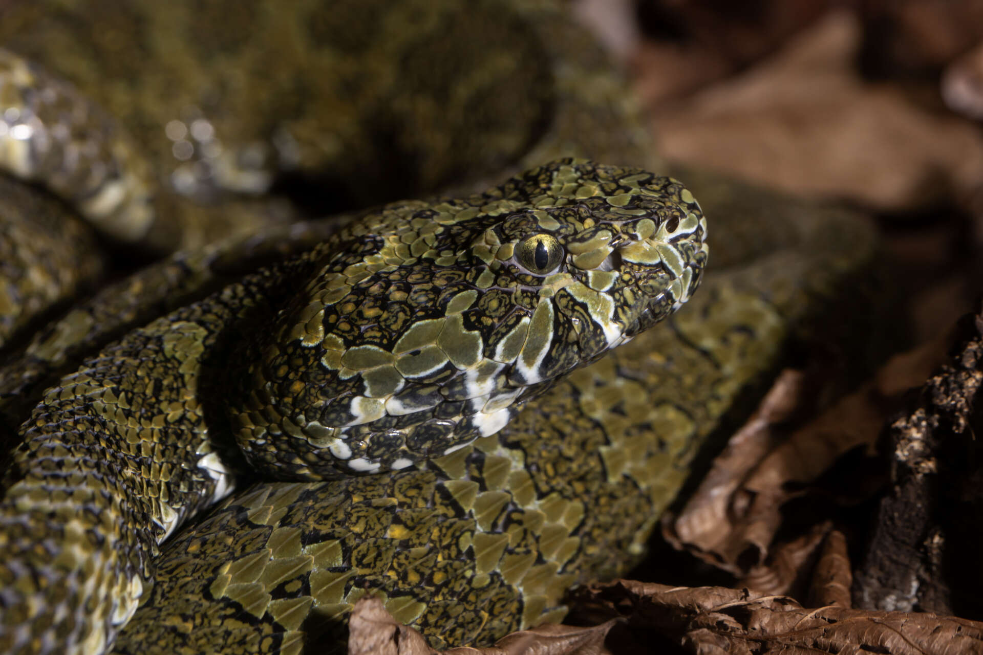 Mangshan Viper Keeper Talk - Zoo Atlanta