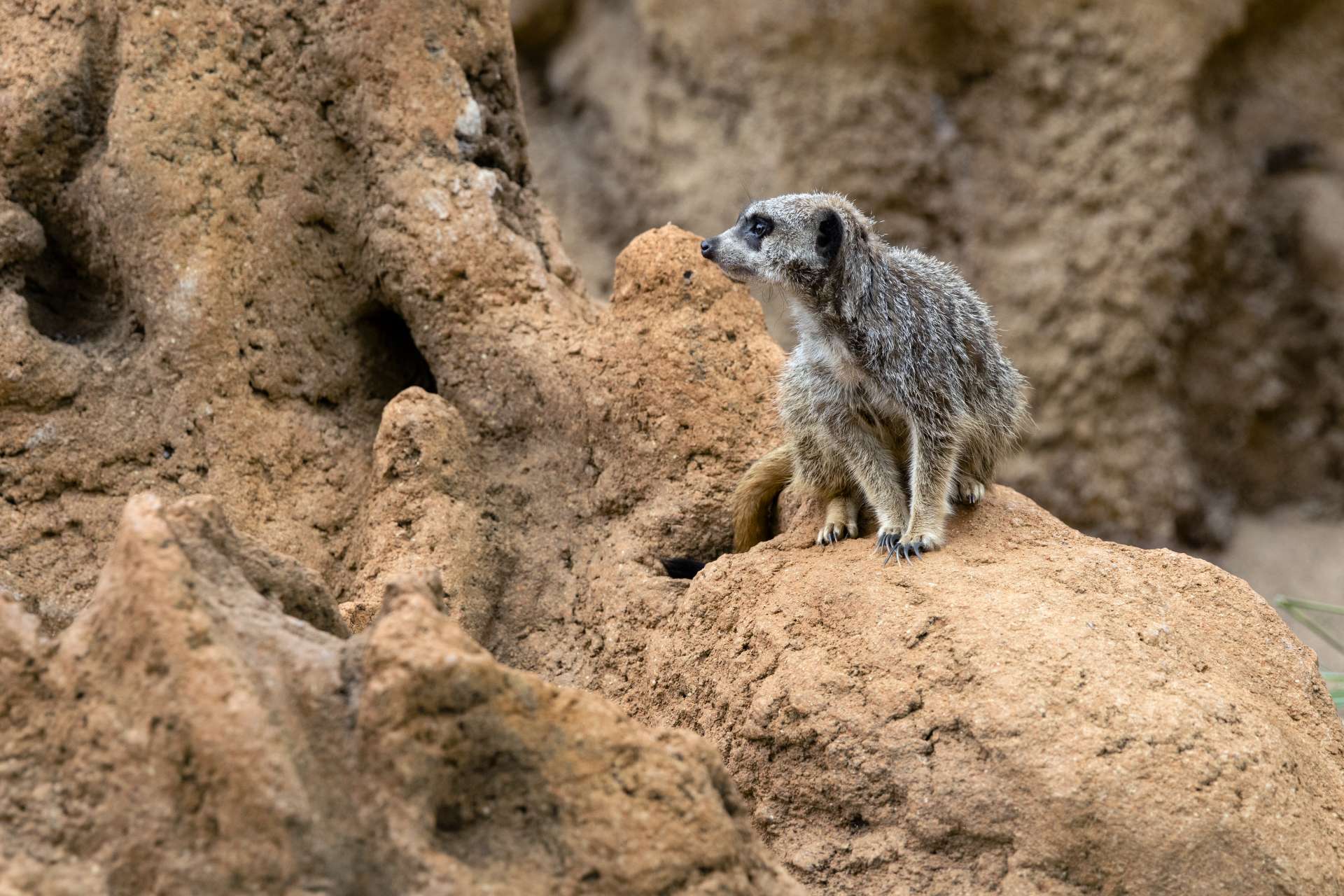 Making The Best Of A Cold Snap Zoo Atlanta Making The Best Of A Cold Snap Zoo Atlanta