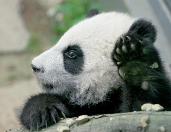 25 Years of Pandas: Oh Baby! - Zoo Atlanta