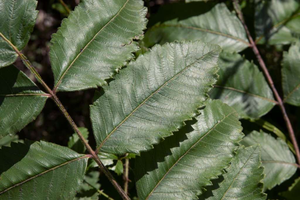 Bog Restoration - Zoo Atlanta