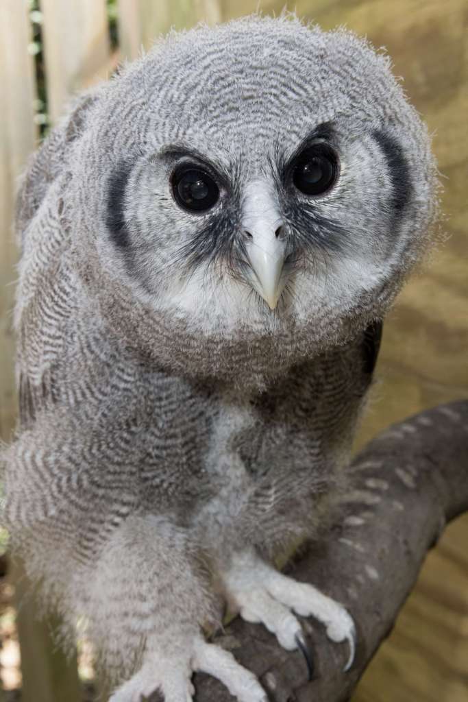 ‘Twas the day before Zoo-mas - Zoo Atlanta