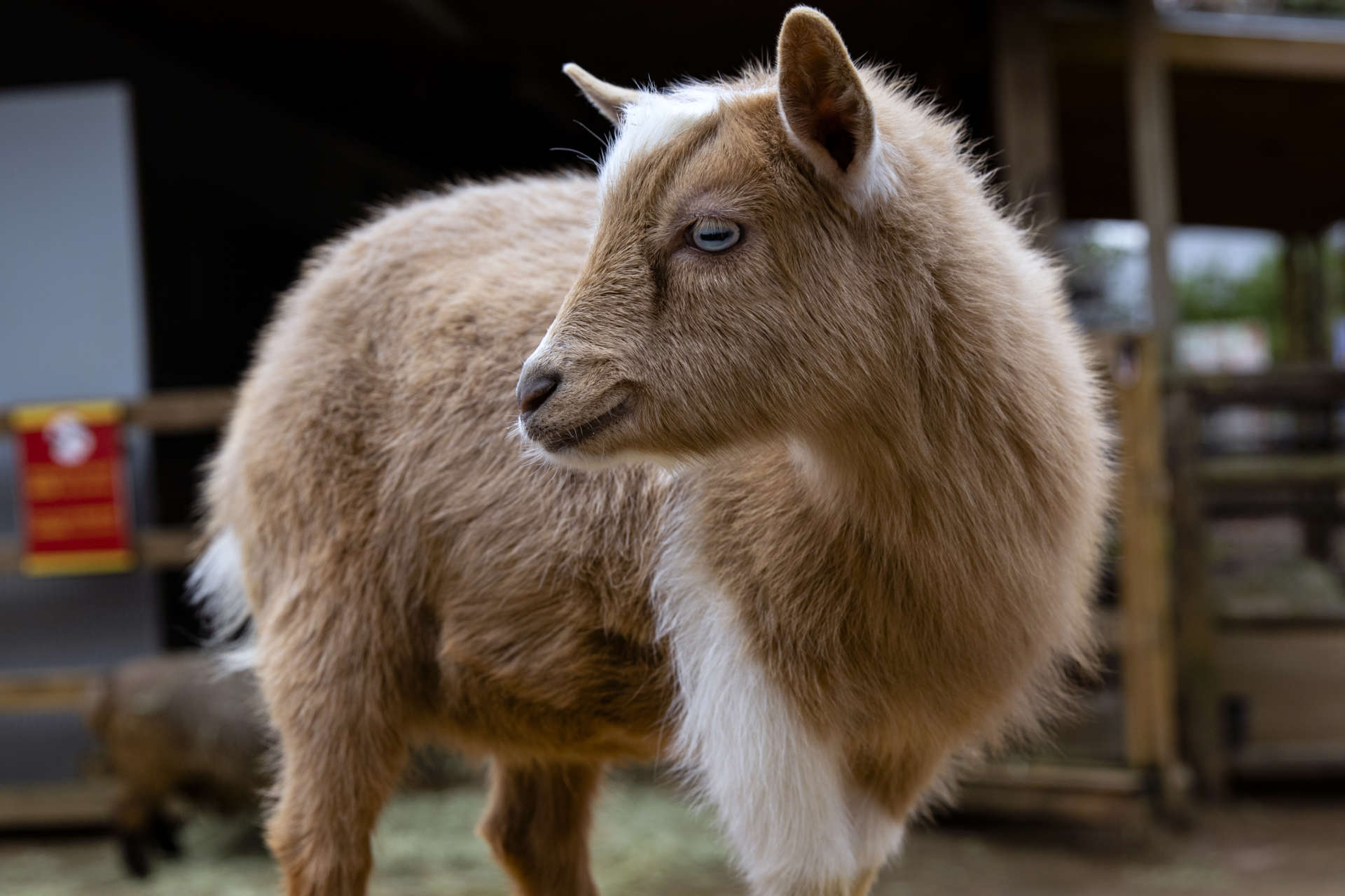 The goat kids go to school - Zoo Atlanta