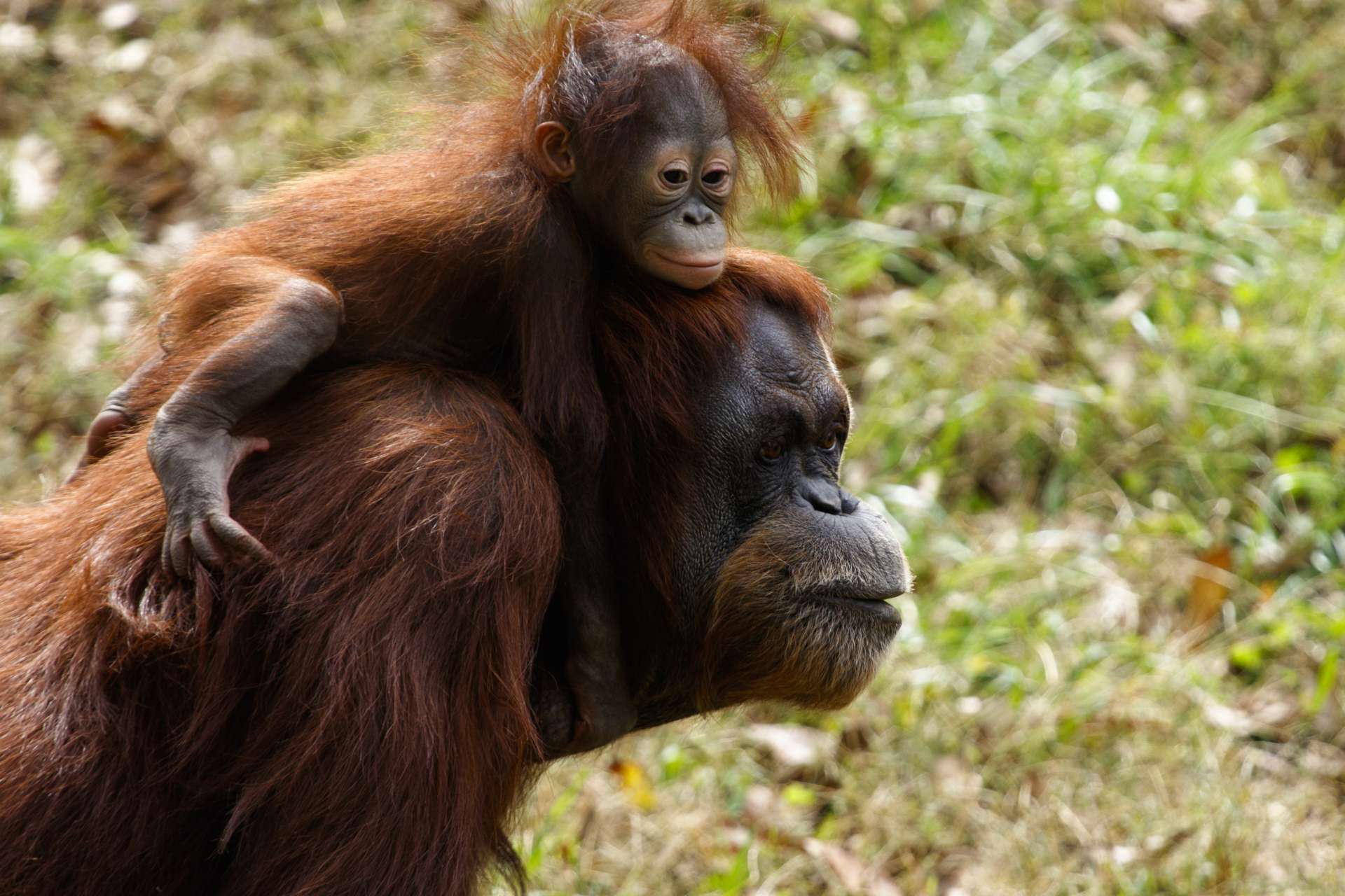 THE LONGEST CHILDHOOD - Zoo Atlanta