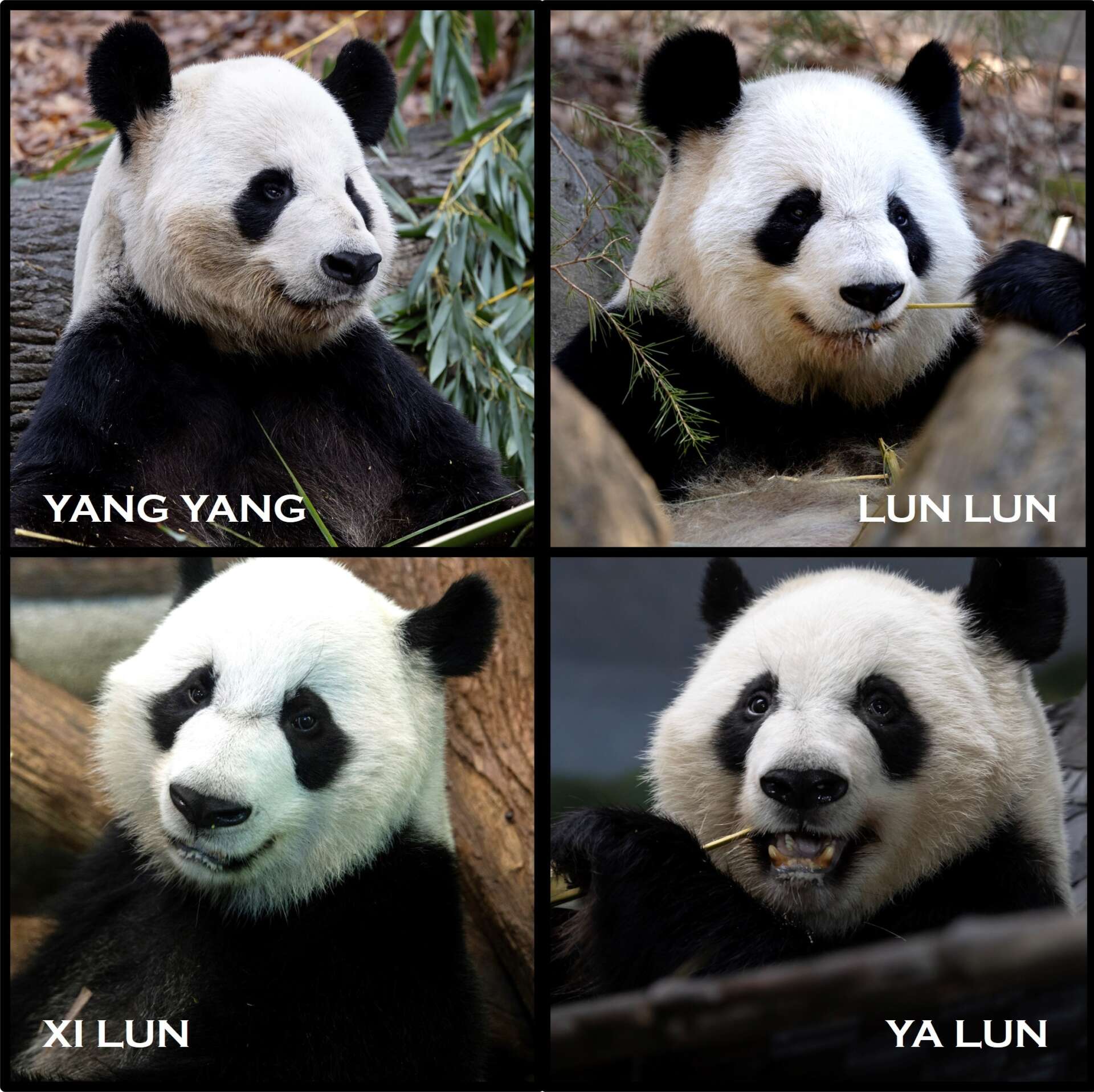 Atlanta Panda Memes