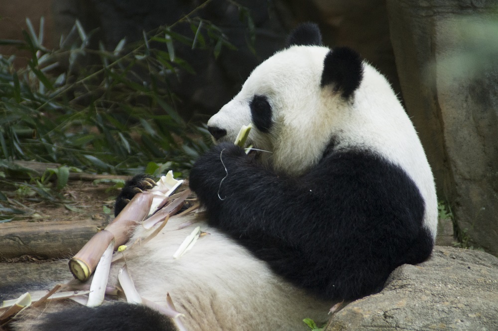Panda Updates -Monday, June 1 - Zoo Atlanta