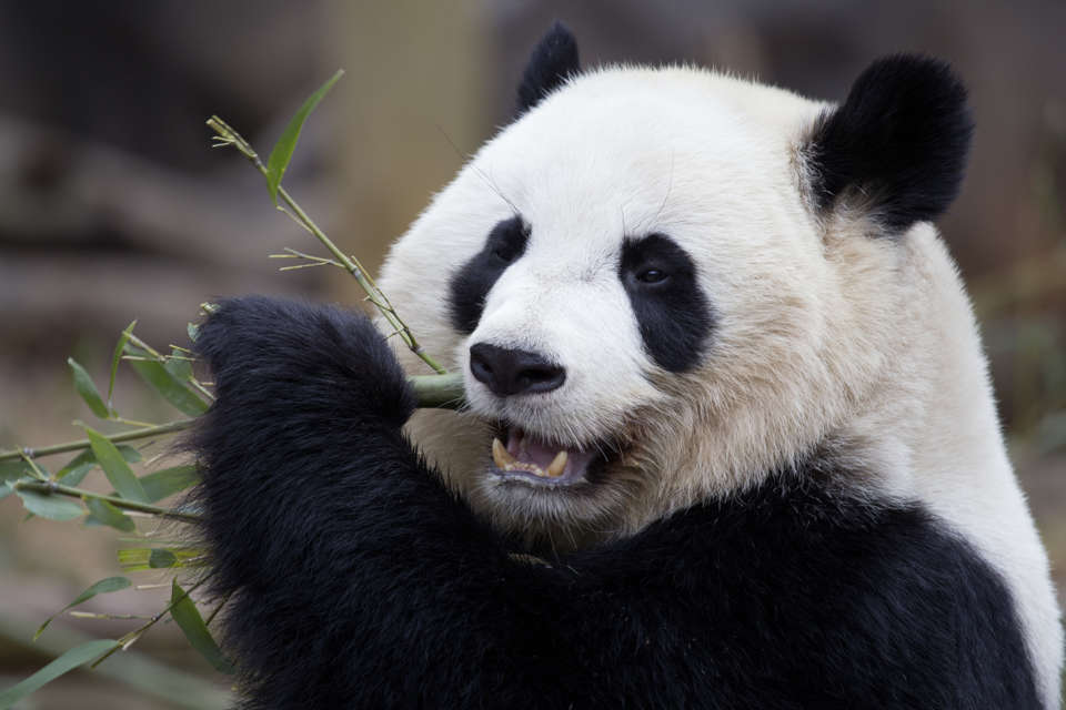 25 Years of Pandas: Oh Baby! - Zoo Atlanta