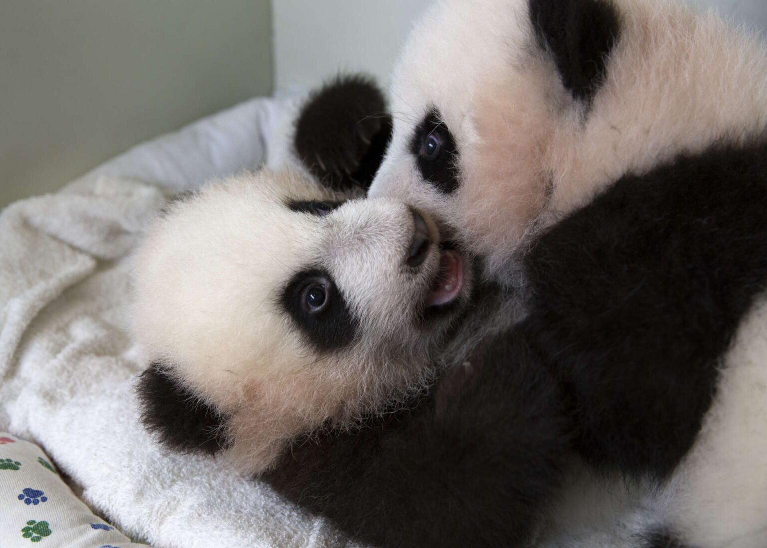 25 Years of Pandas: Oh Baby! - Zoo Atlanta