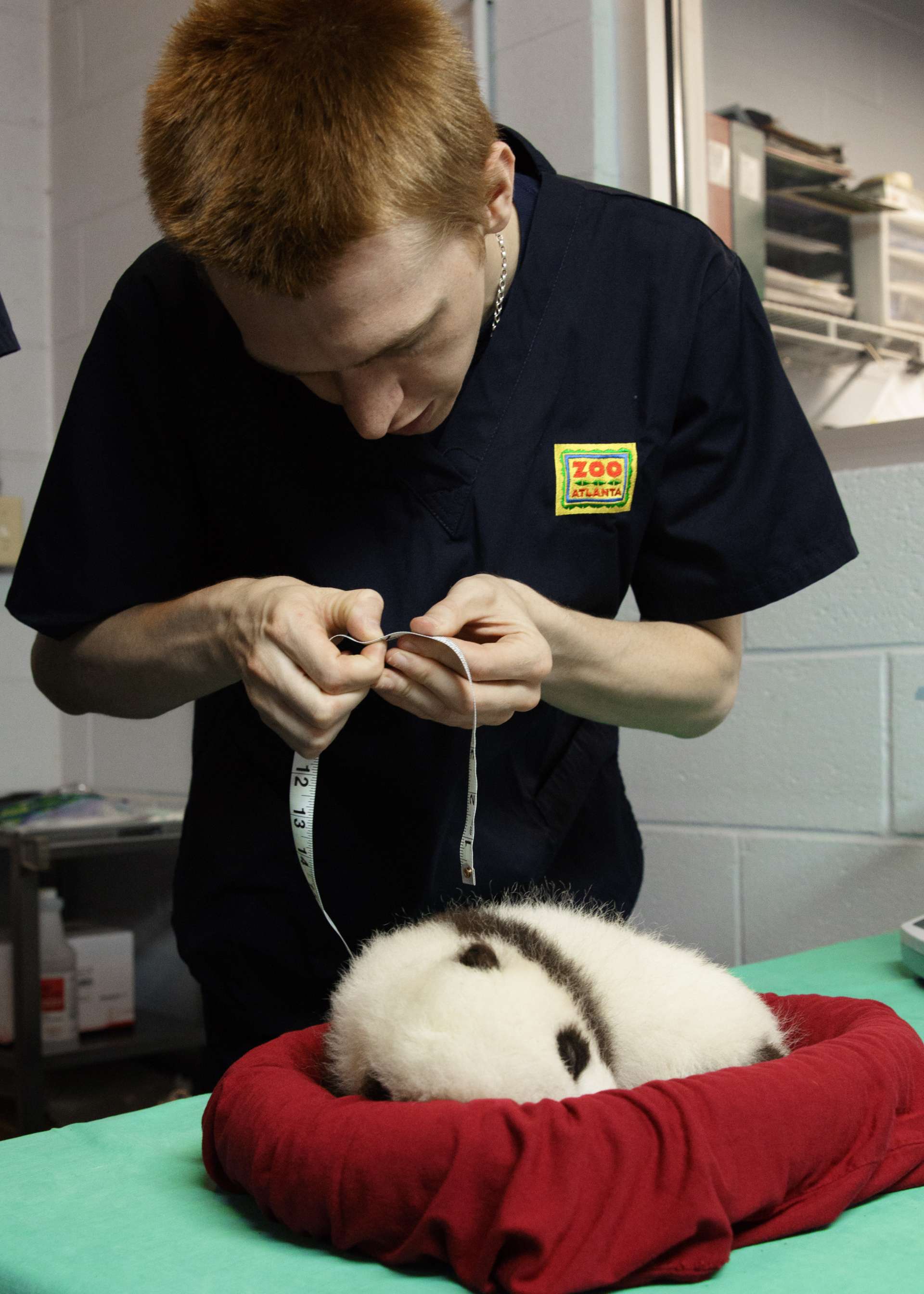Panda Updates - Wednesday, July 12 | Zoo Atlanta