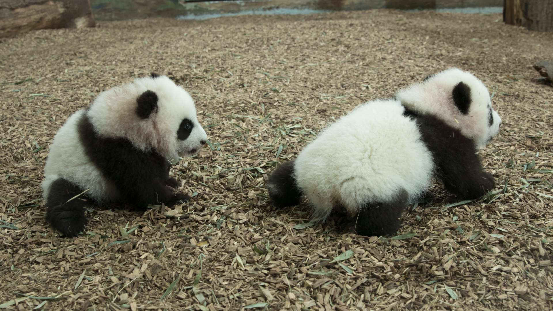 Panda Update - Wednesday, February 1 - Zoo Atlanta