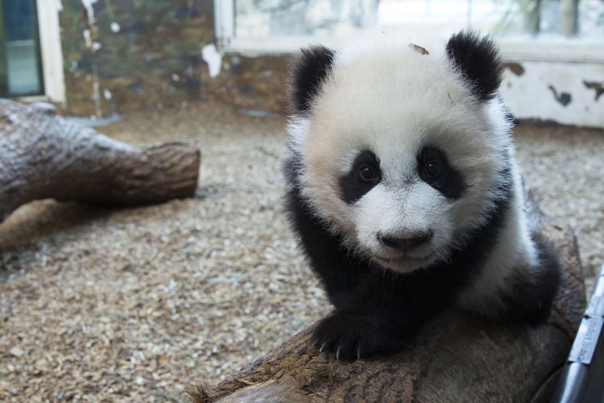 Panda Update - Wednesday, February 8 - Zoo Atlanta