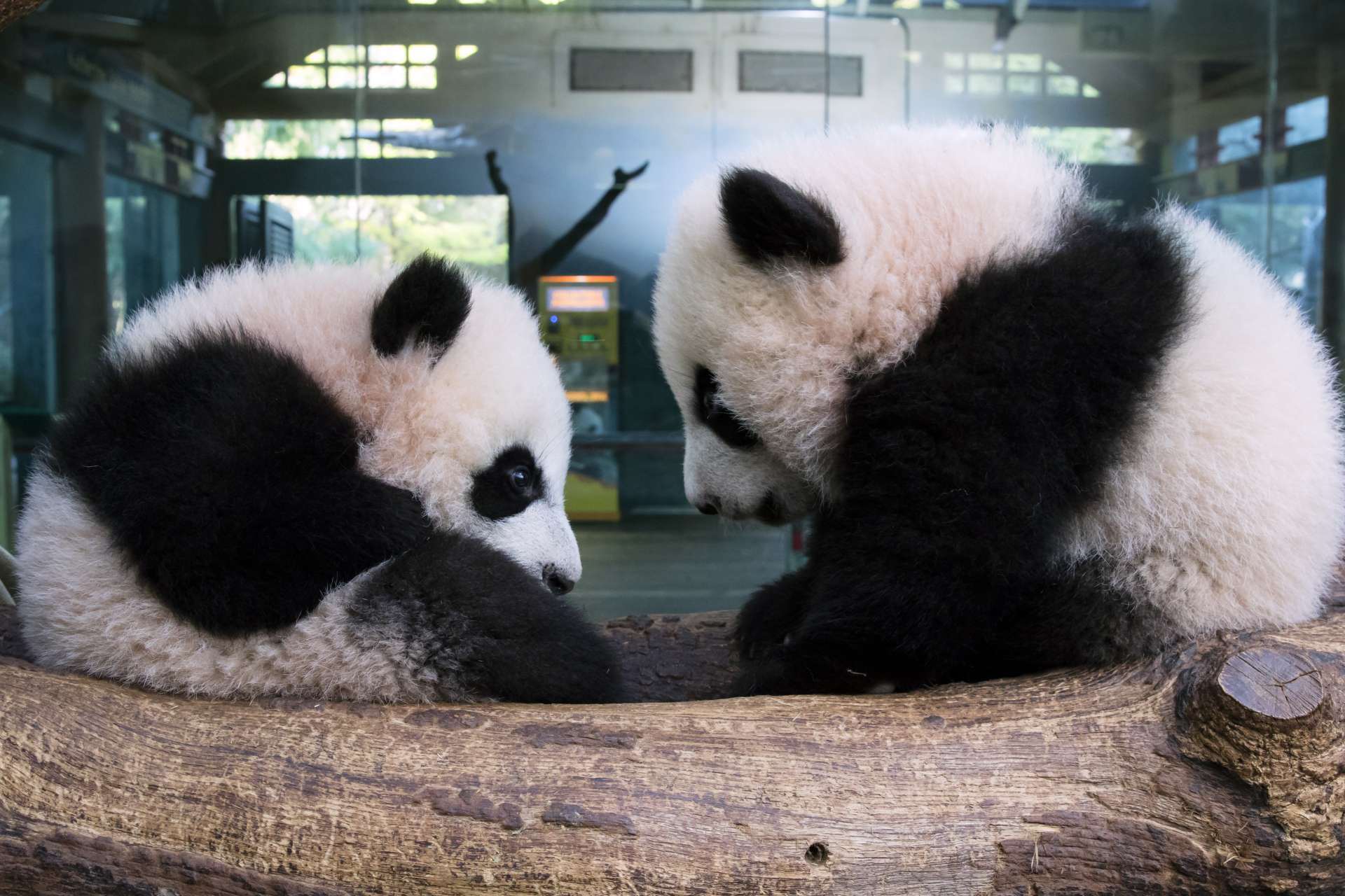 Panda Updates - Monday, March 20 - Zoo Atlanta