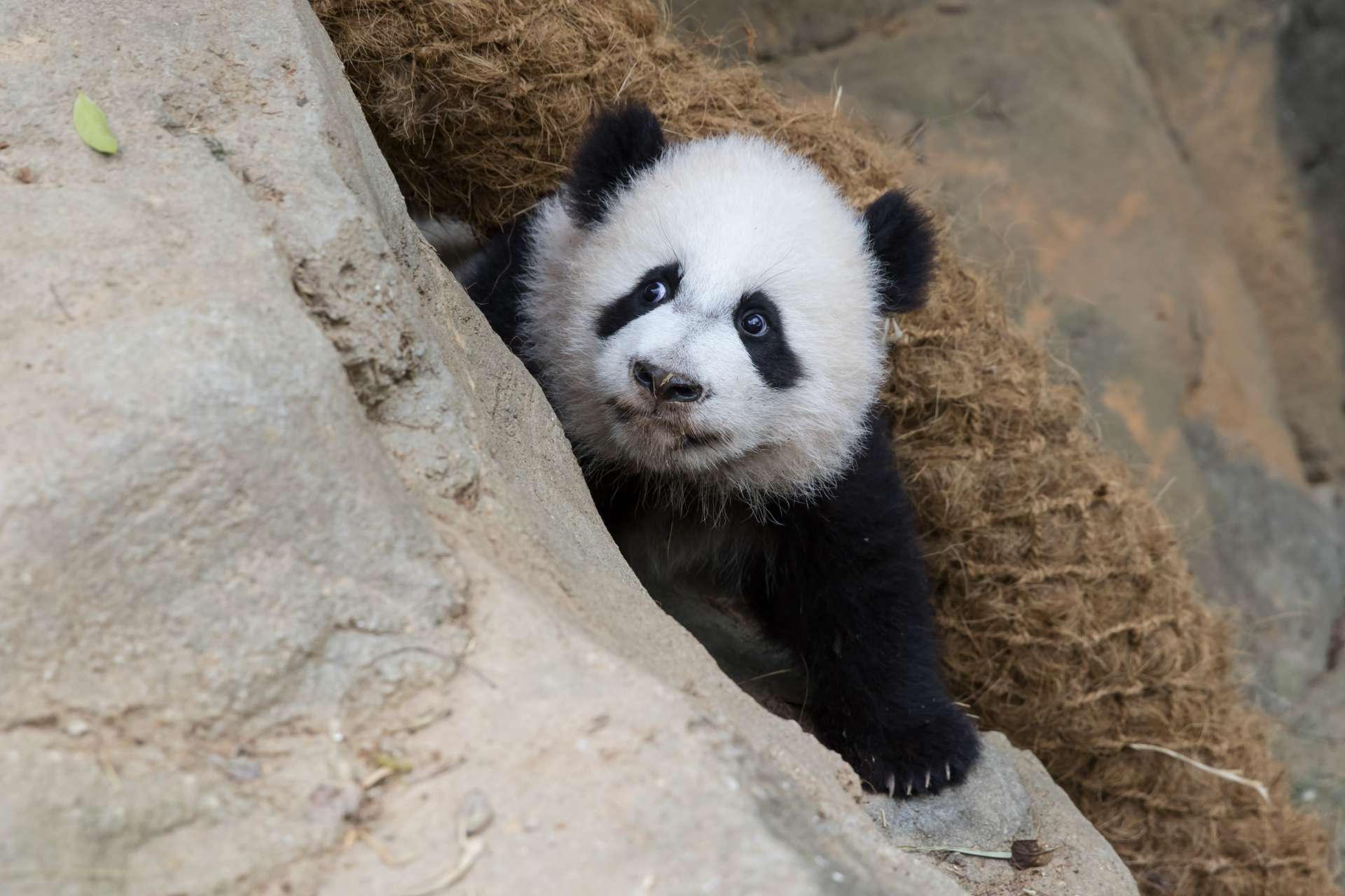 Panda Updates - Wednesday, April 26 - Zoo Atlanta