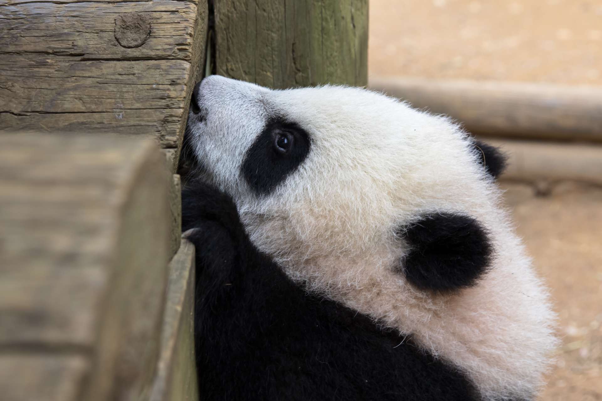 Panda Updates - Friday, April 7 - Zoo Atlanta