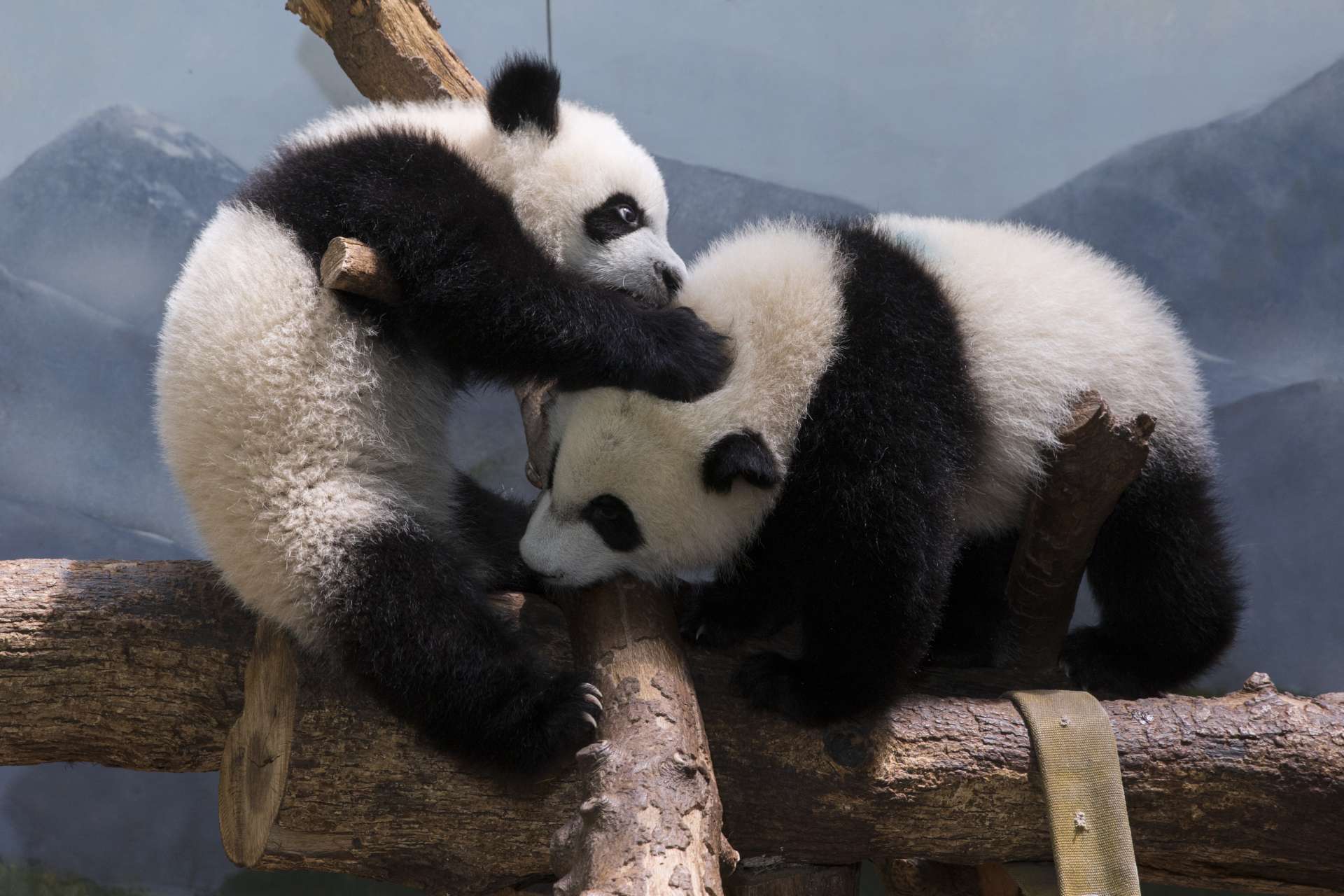 Panda Updates - Wednesday, July 19 - Zoo Atlanta