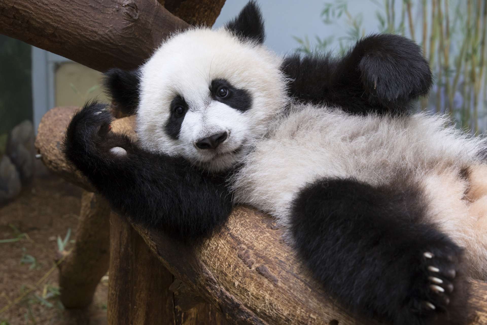 Panda Updates - Friday, June 30 - Zoo Atlanta