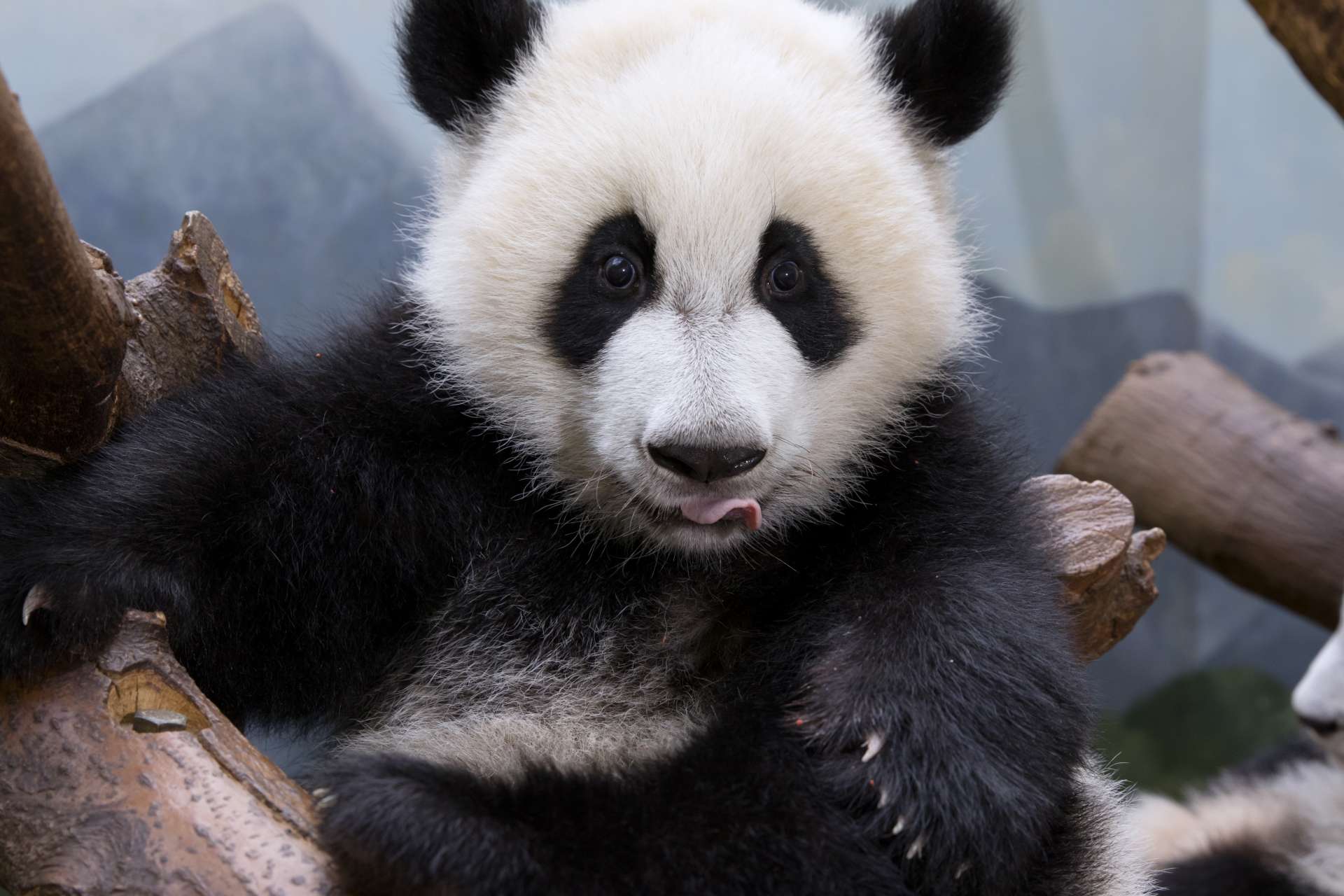 Panda Update - Wednesday, July 26 - Zoo Atlanta