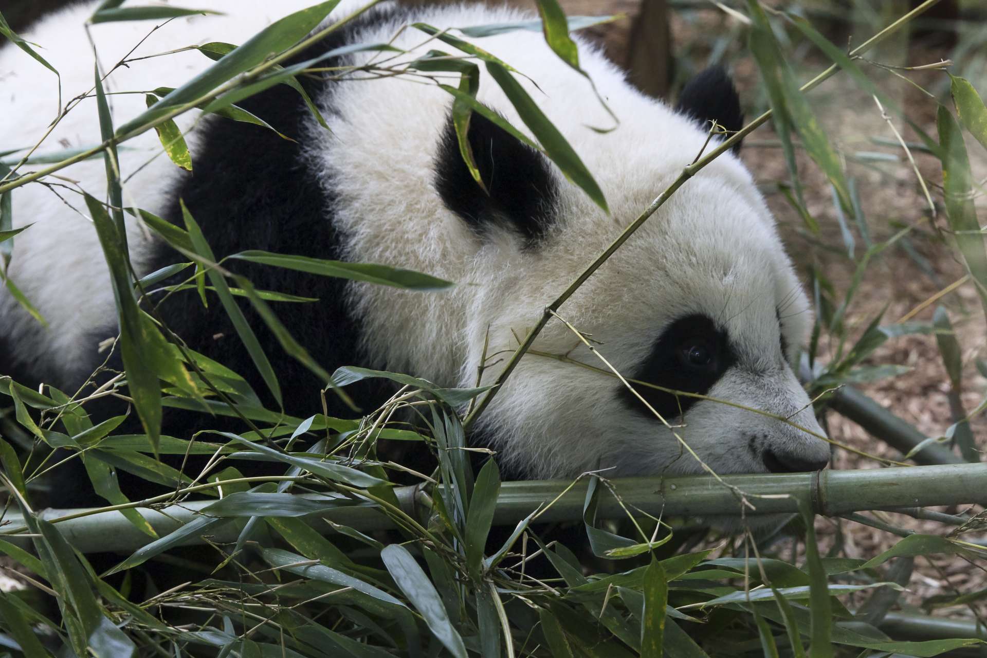Panda Updates - Monday, October 2 - Zoo Atlanta
