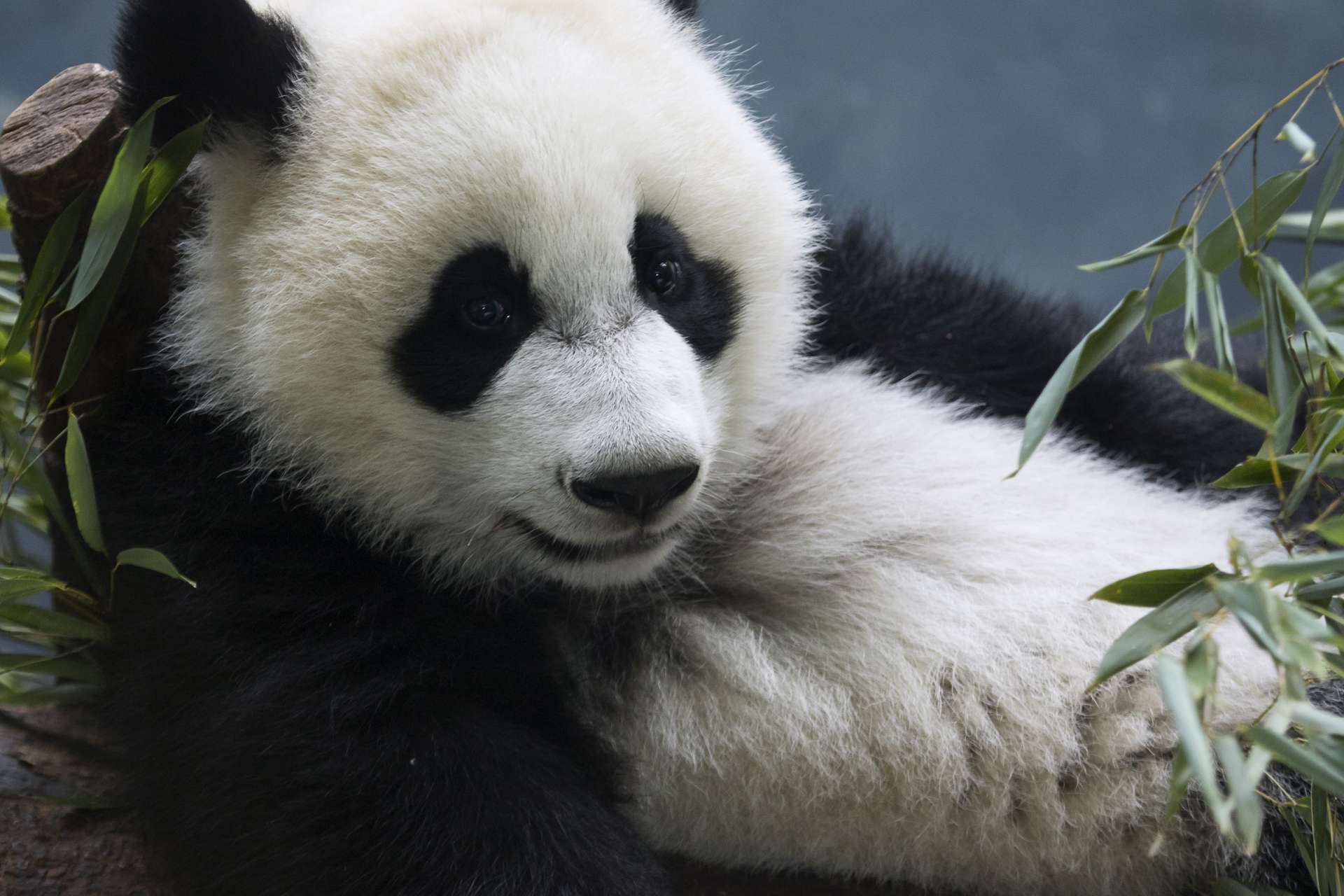 Panda Updates - Monday, September 25 - Zoo Atlanta